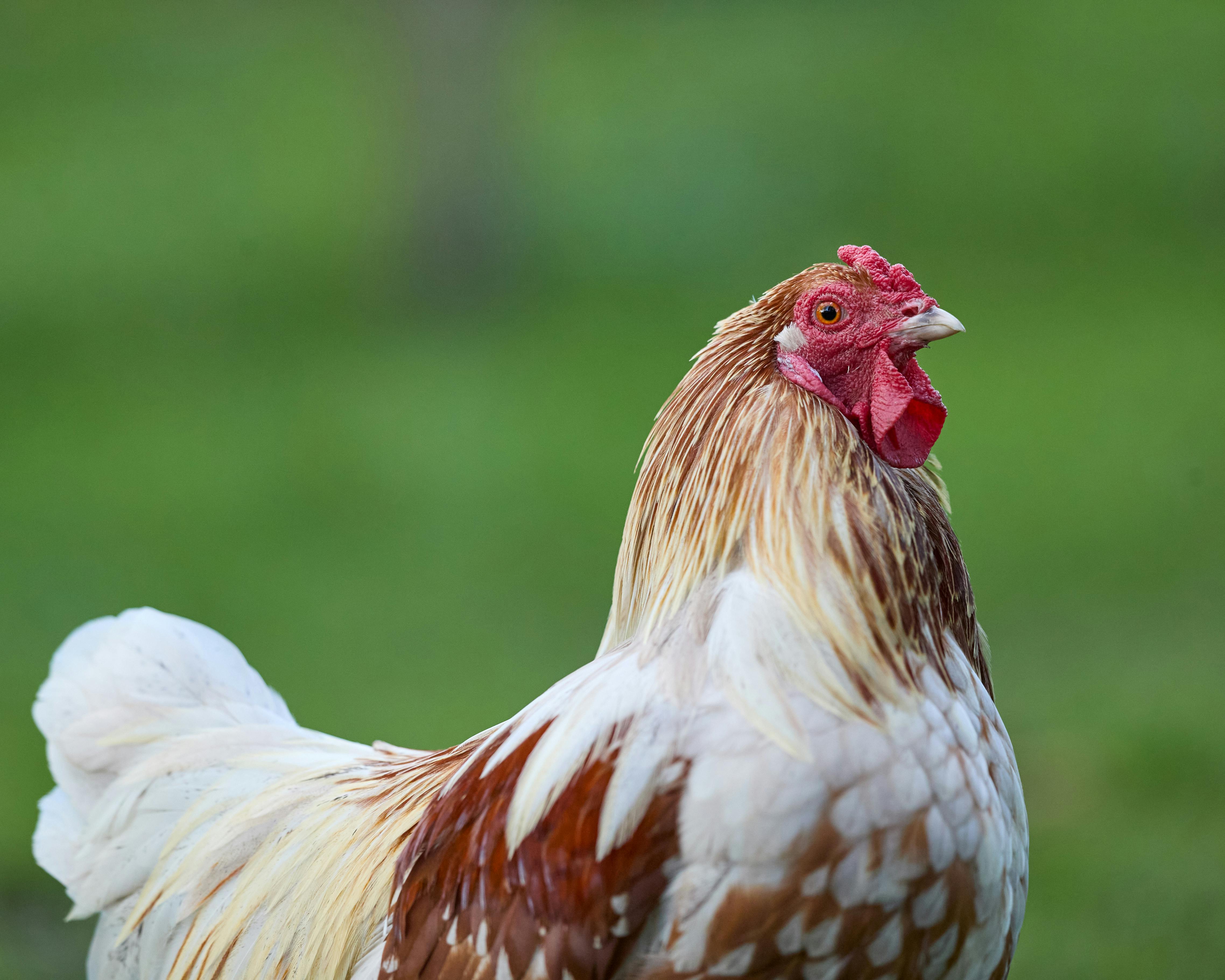 53.326+ Fotos y Imágenes de Free-online-calculator Gratis · Banco de ...