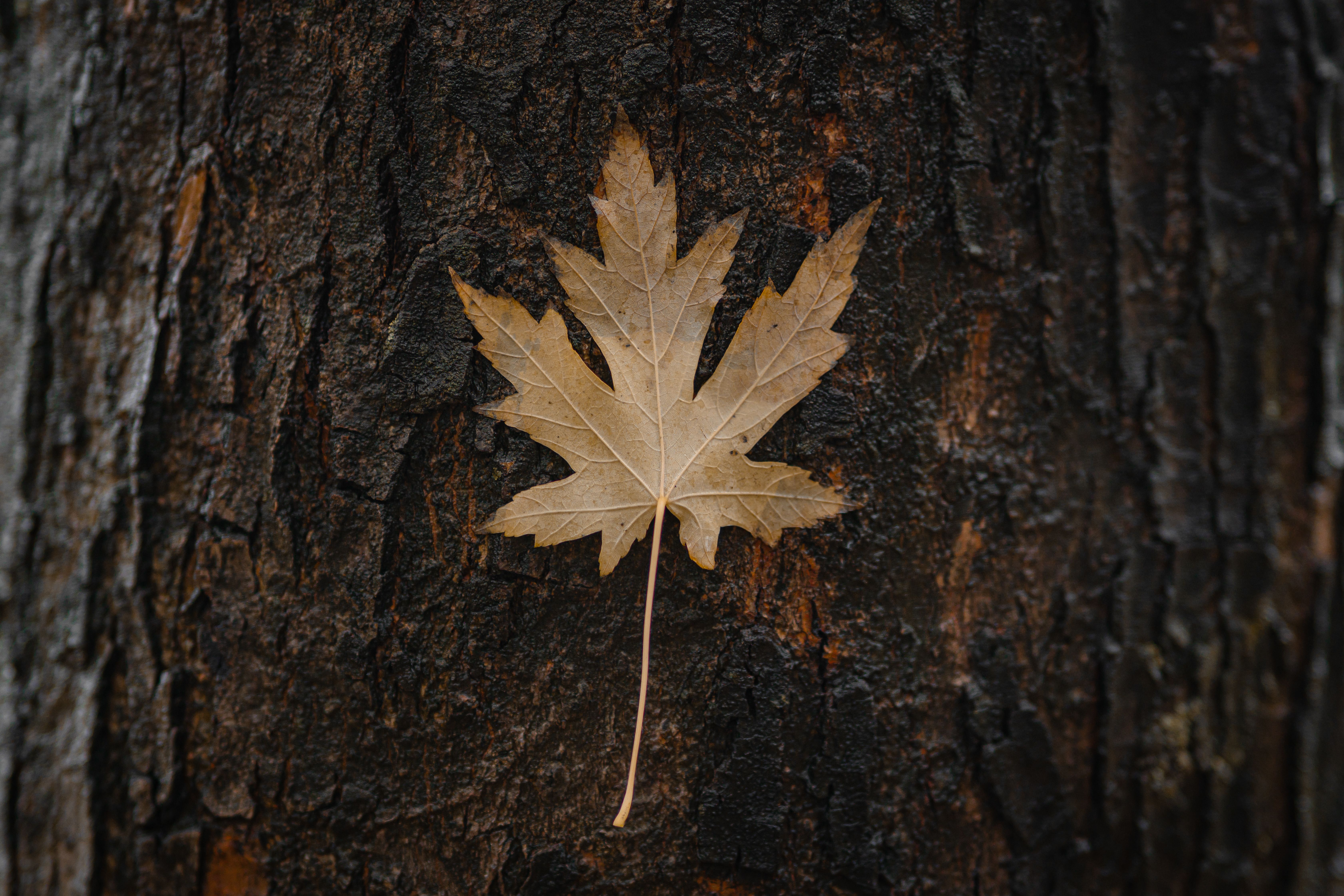 Close-Up of an Autumn Leaf on Tree Bark · Free Stock Photo