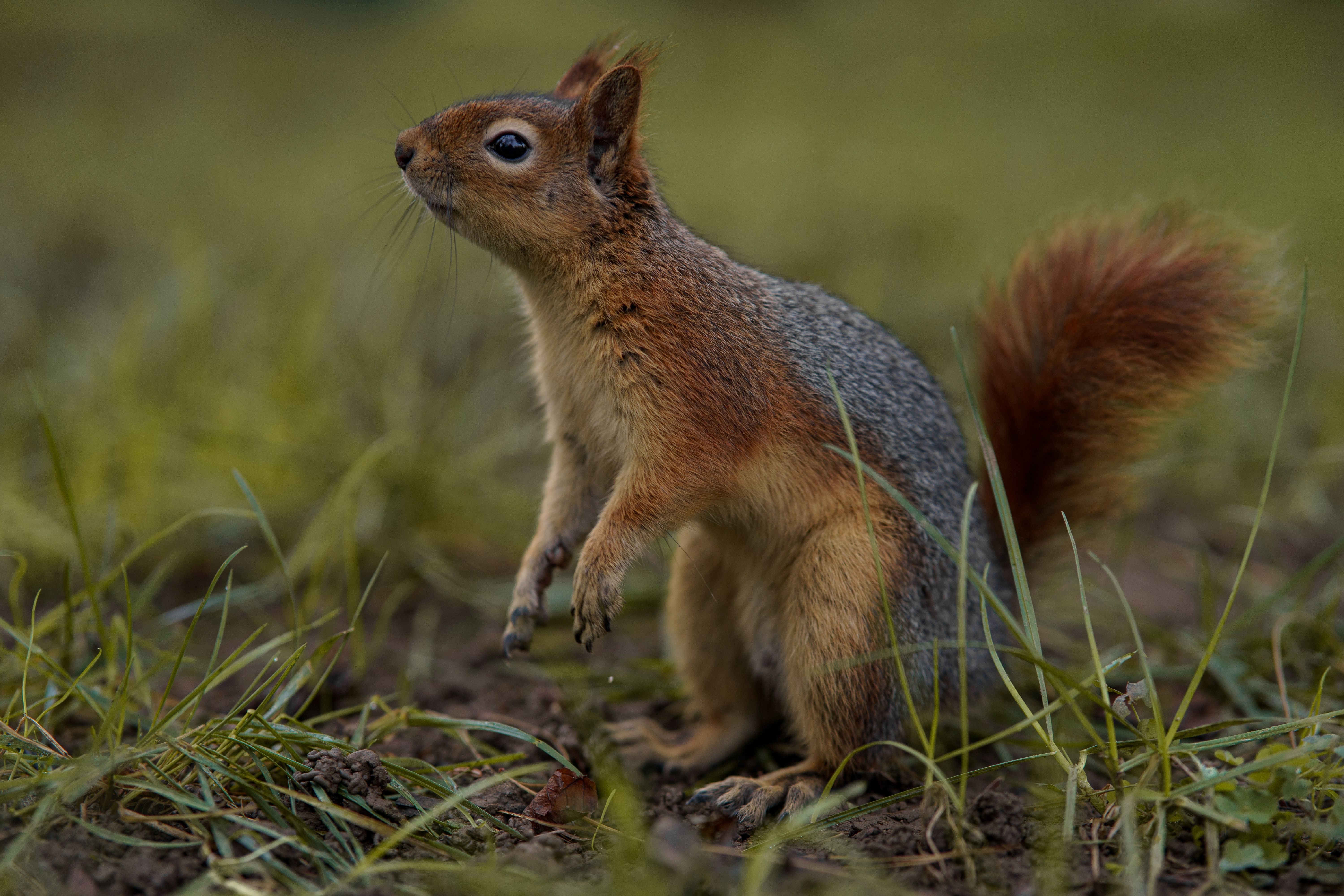Close-up of a Squirrel in a Forest Setting · Free Stock Photo
