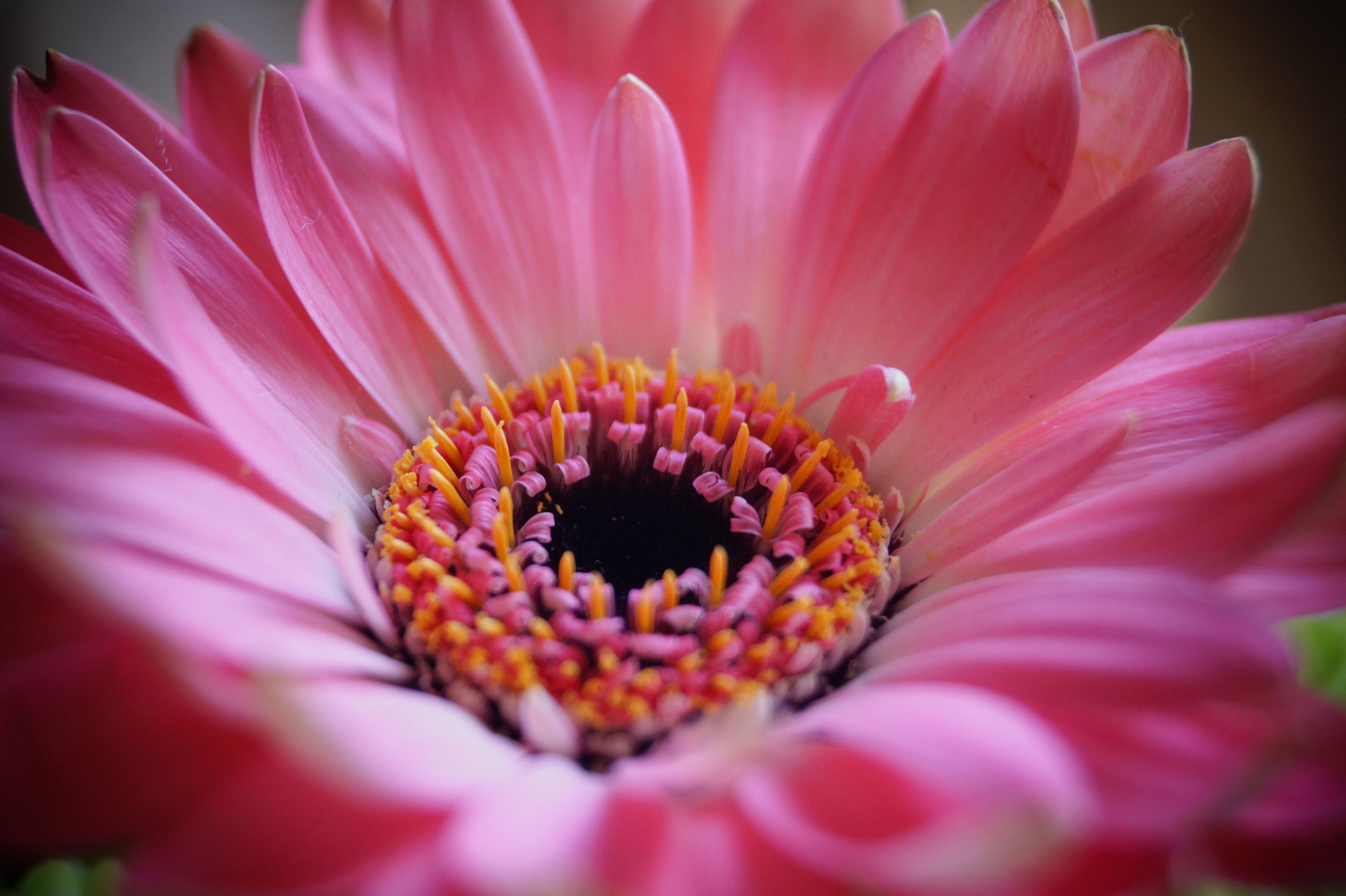 Fresh Flower Photos, Download The BEST Free Fresh Flower Stock Photos ...