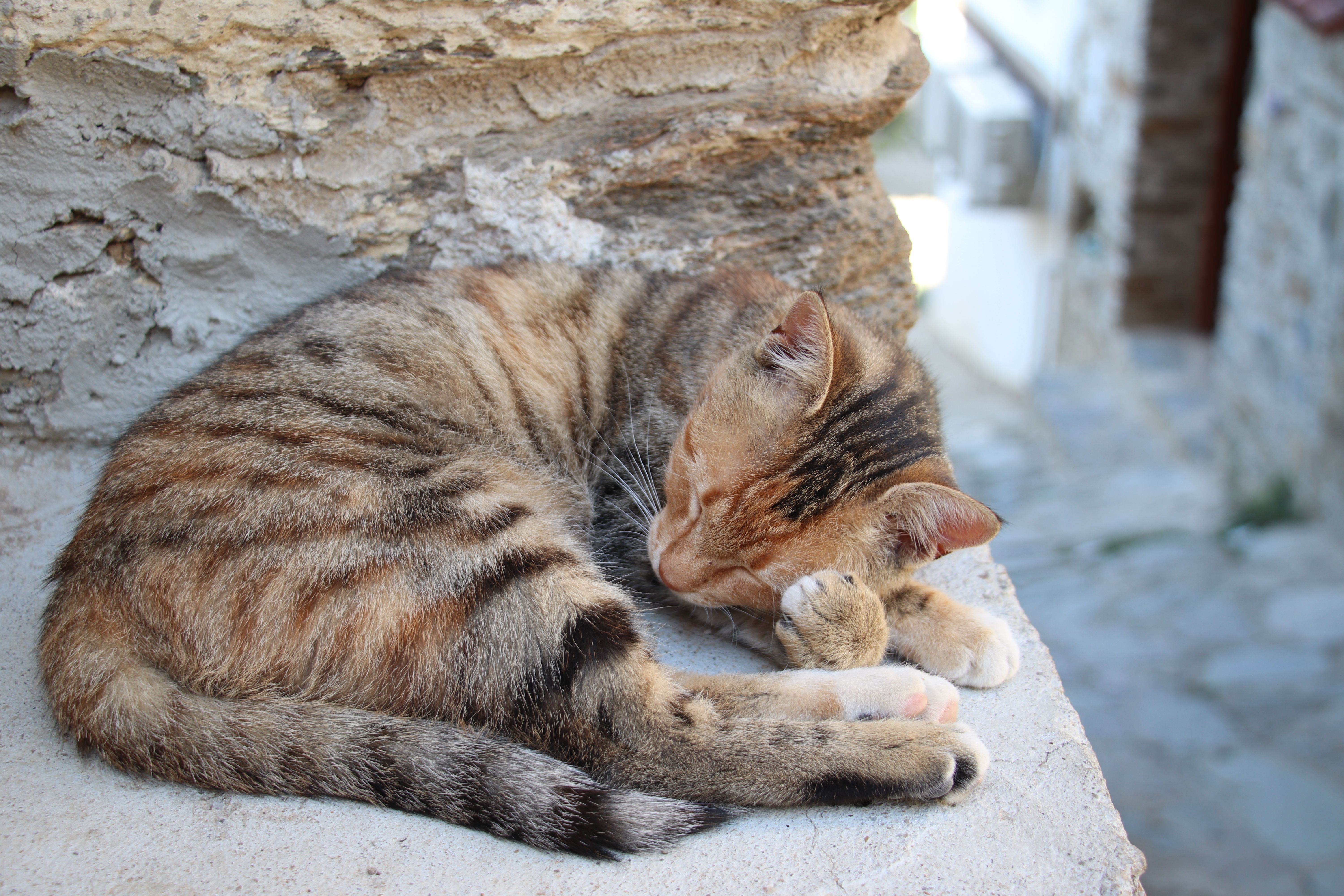 Sleep Photography Photos, Download The BEST Free Sleep Photography ...
