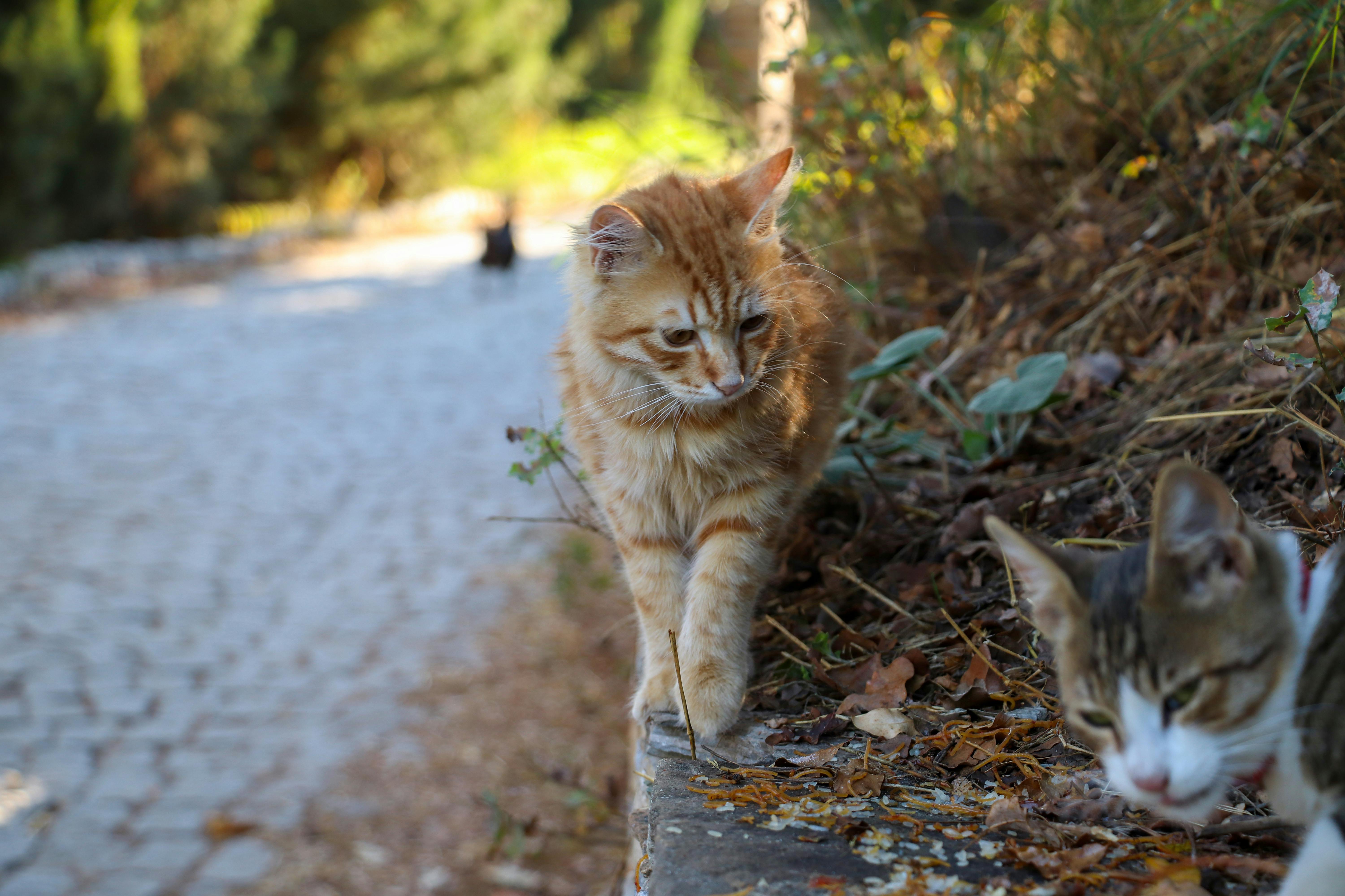 Real Cats Photos, Download The BEST Free Real Cats Stock Photos & HD Images