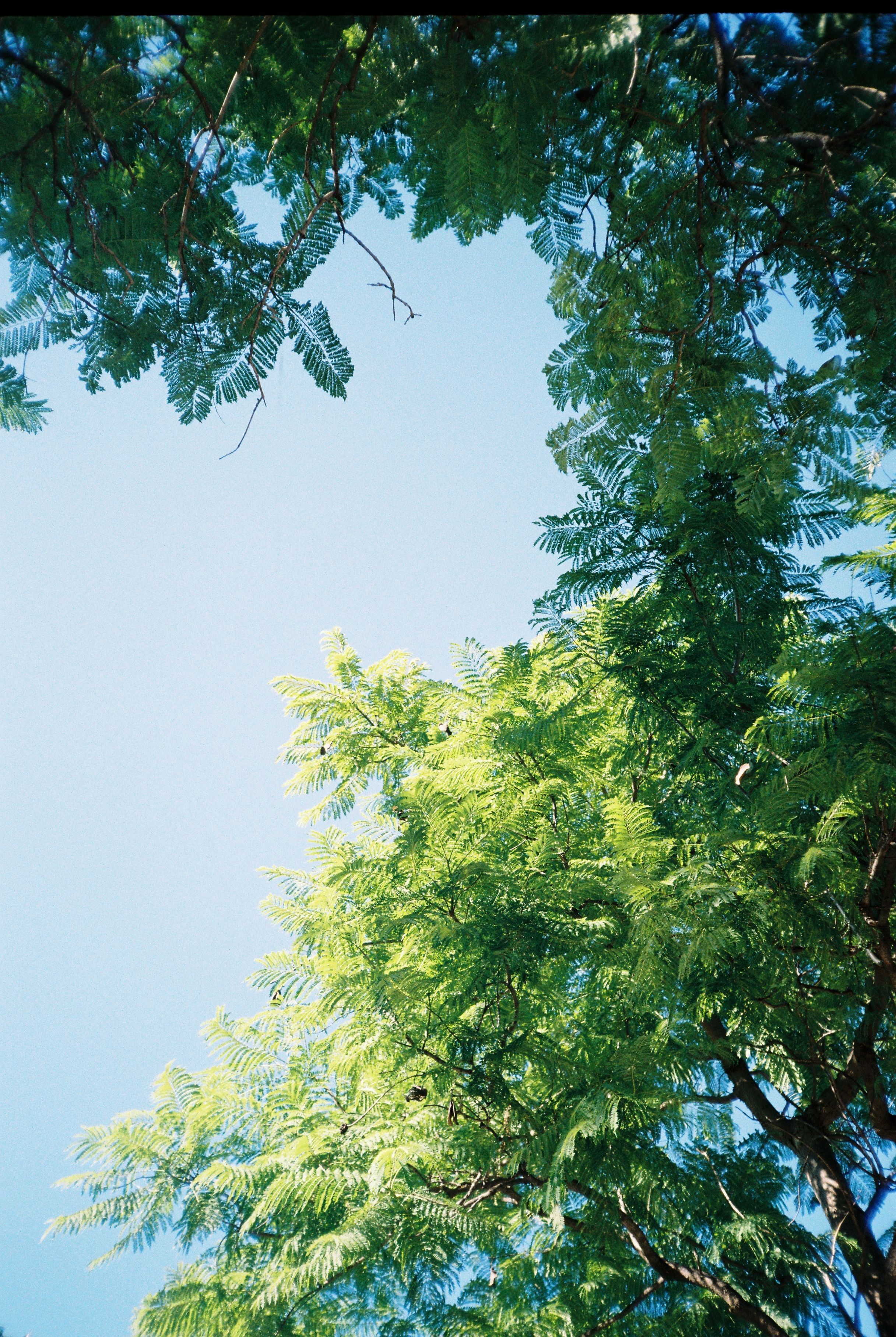 Lush Greenery and Clear Blue Sky in Andalusia · Free Stock Photo
