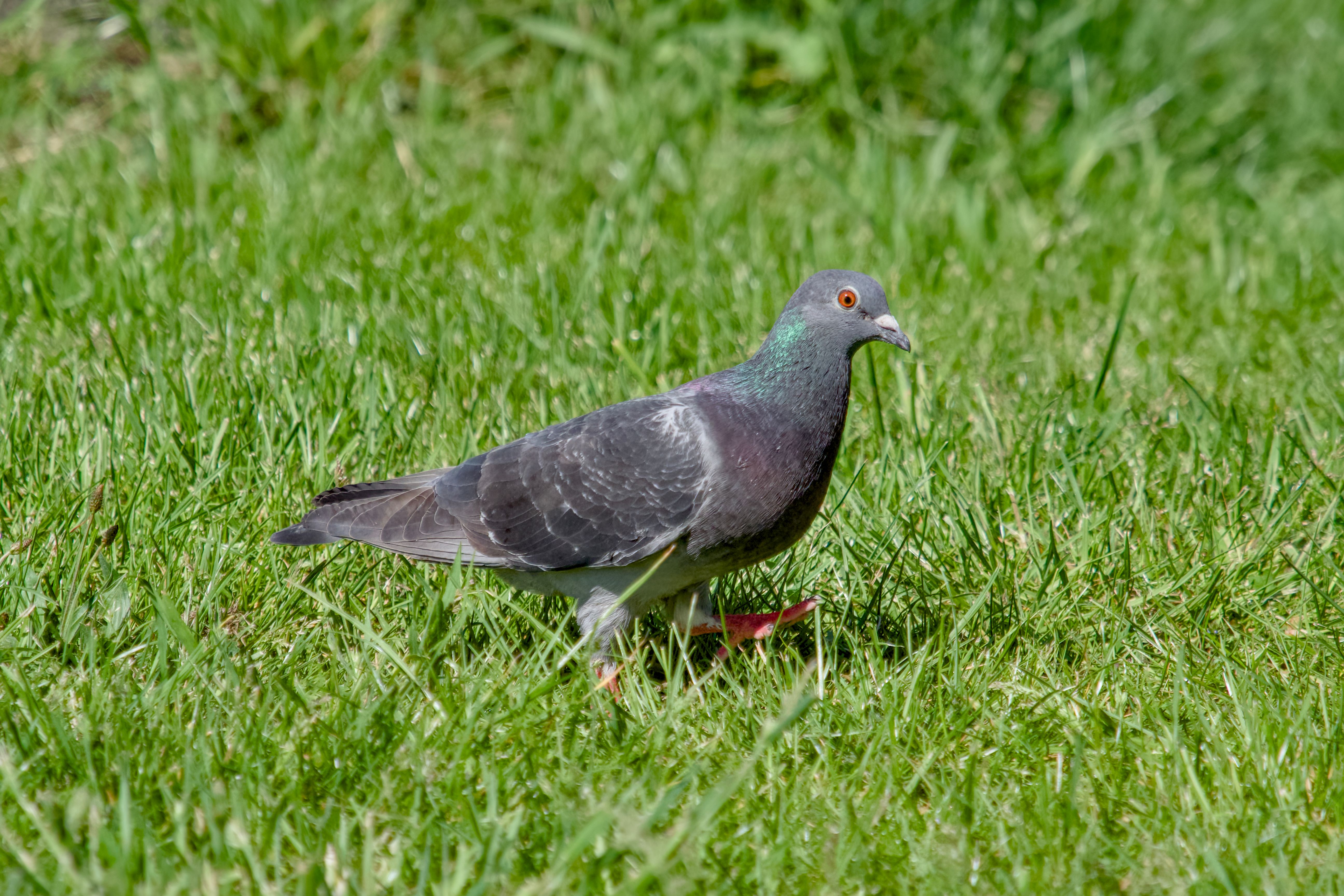 Pigeon in Lush Green Grass Outdoors · Free Stock Photo