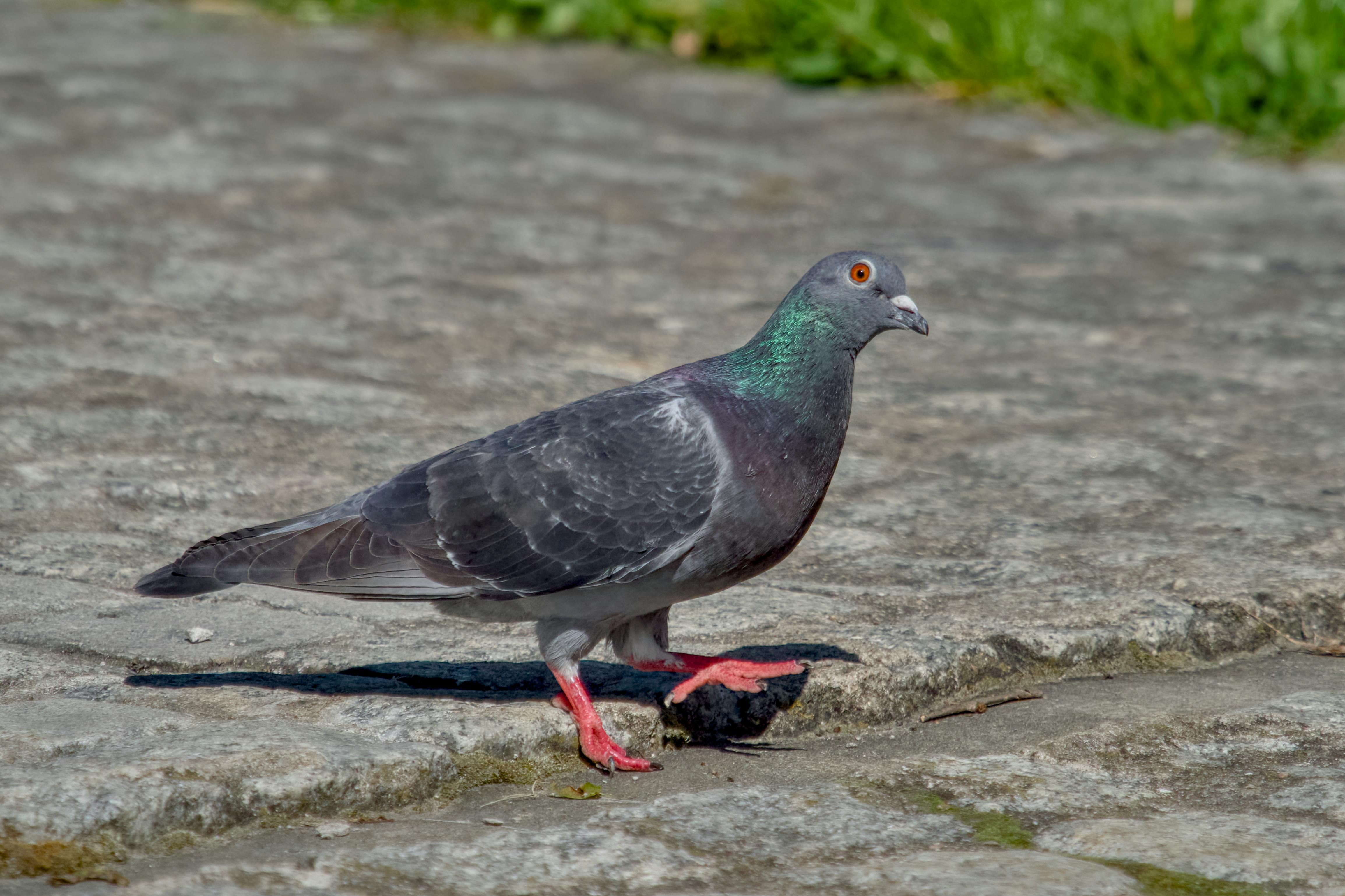 Shrek+Feet Photos, Download The BEST Free Shrek+Feet Stock Photos & HD ...