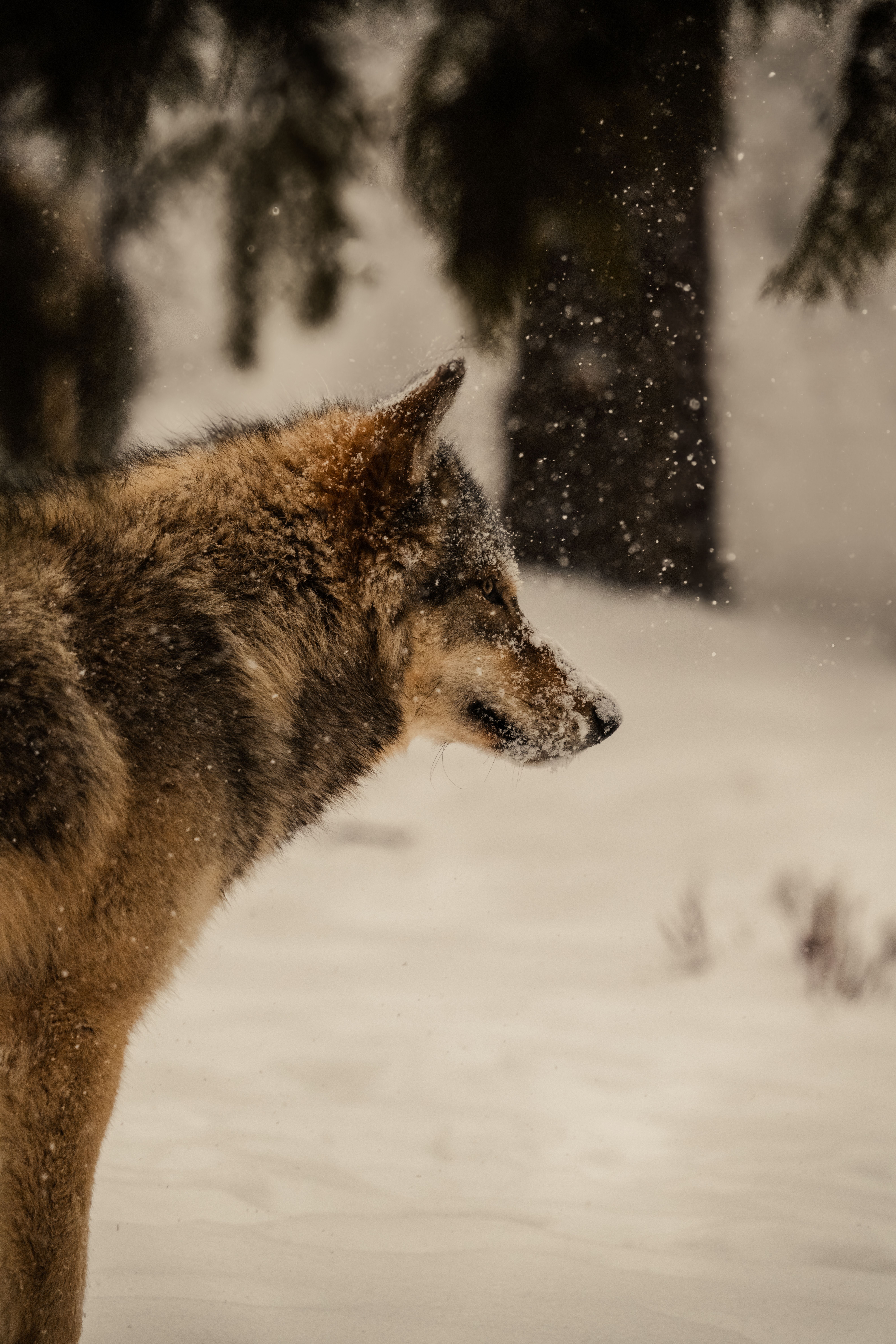 Wolf Wallpaper For Desktop Photos, Download The BEST Free Wolf ...