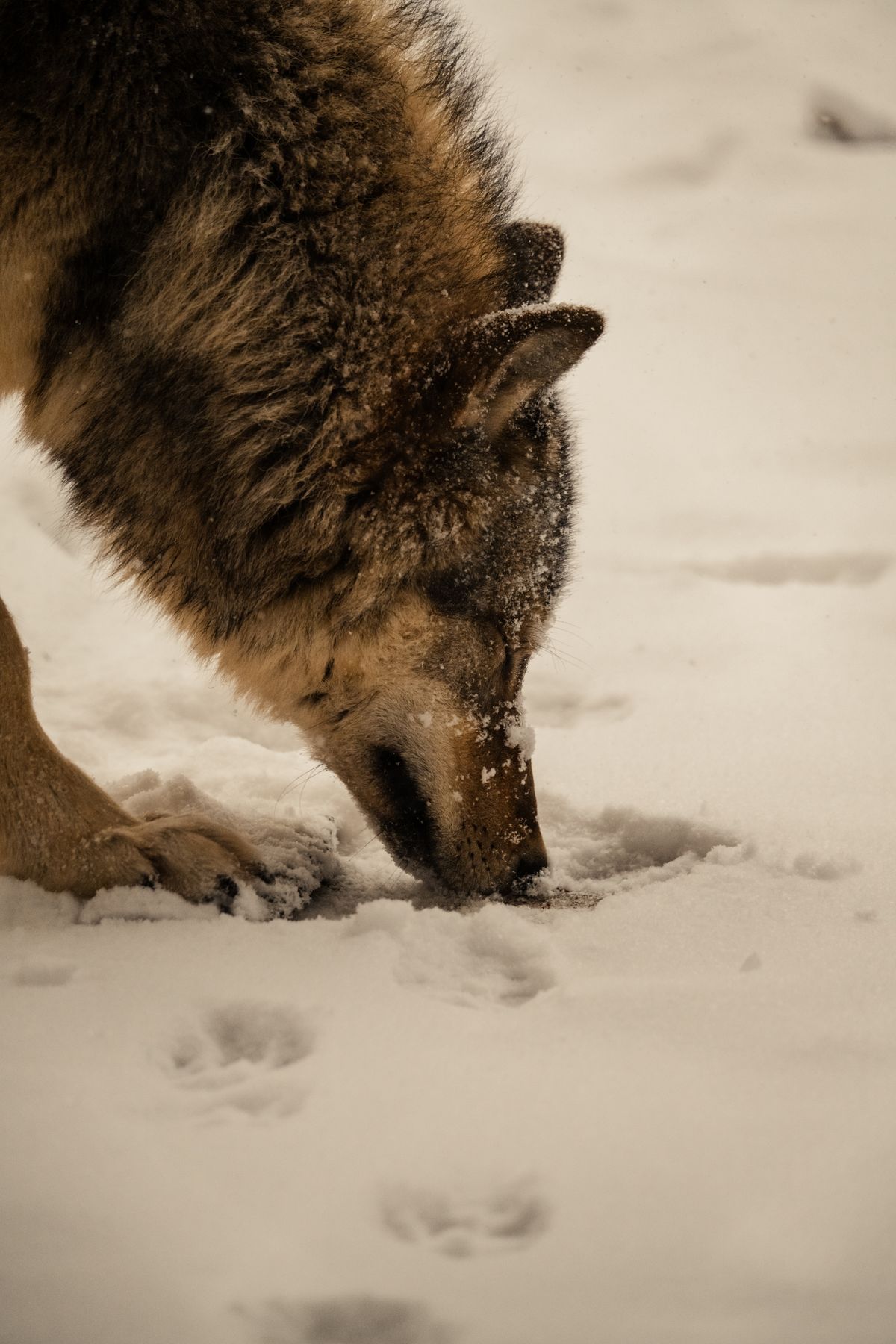 Sigma+Wolf+Wallpaper Photos, Download The BEST Free Sigma+Wolf ...