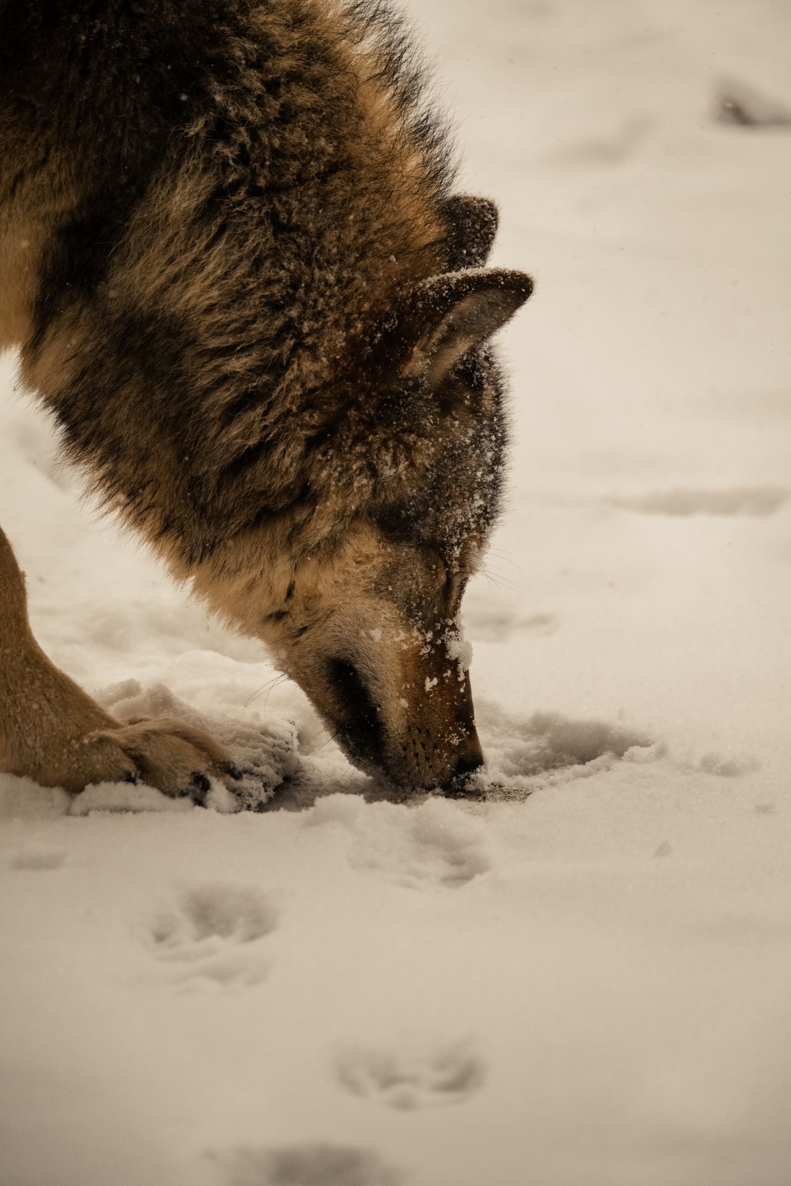 Sigma+Wolf+Wallpaper Photos, Download The BEST Free Sigma+Wolf ...