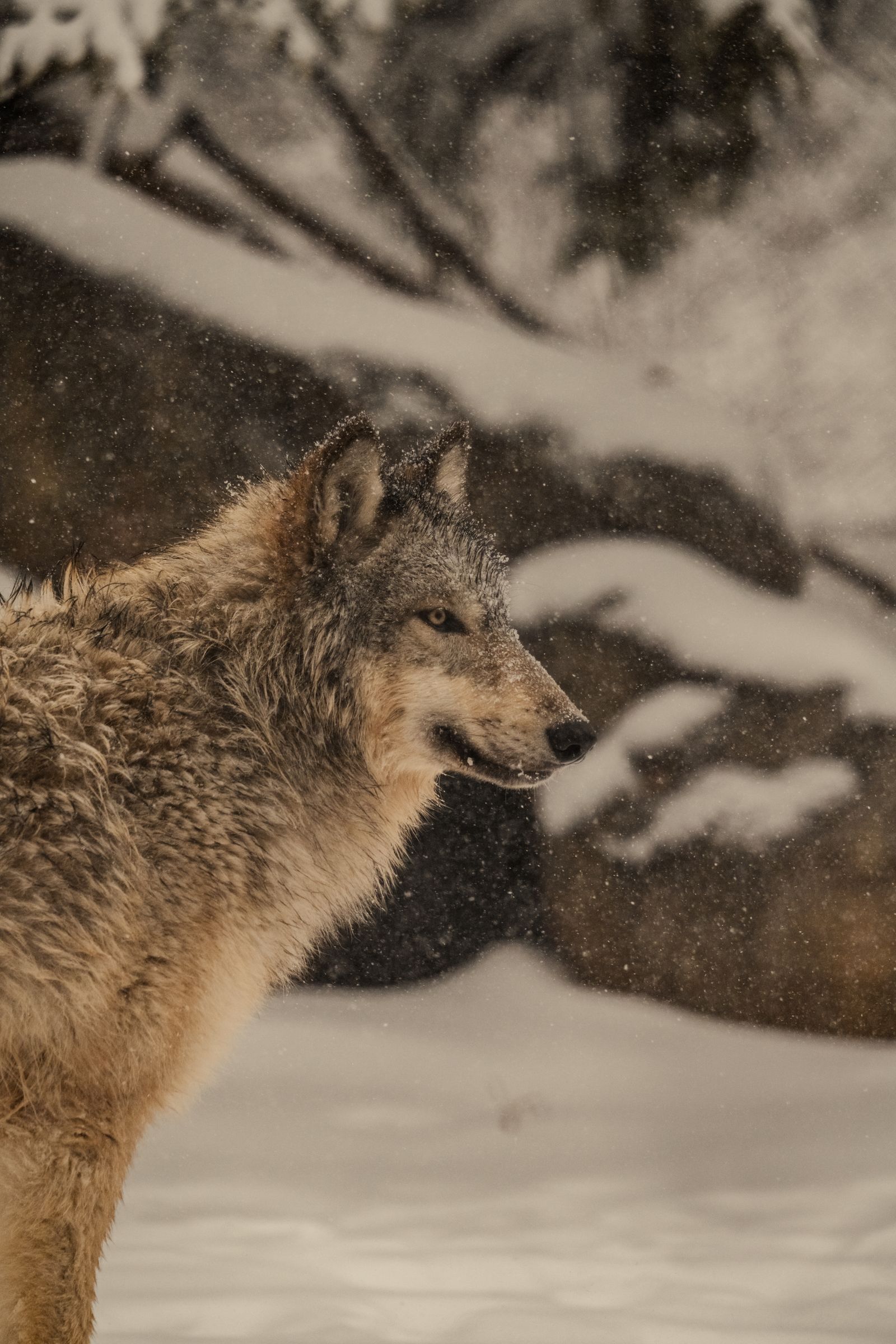 Sigma+Wolf+Wallpaper Photos, Download The BEST Free Sigma+Wolf ...
