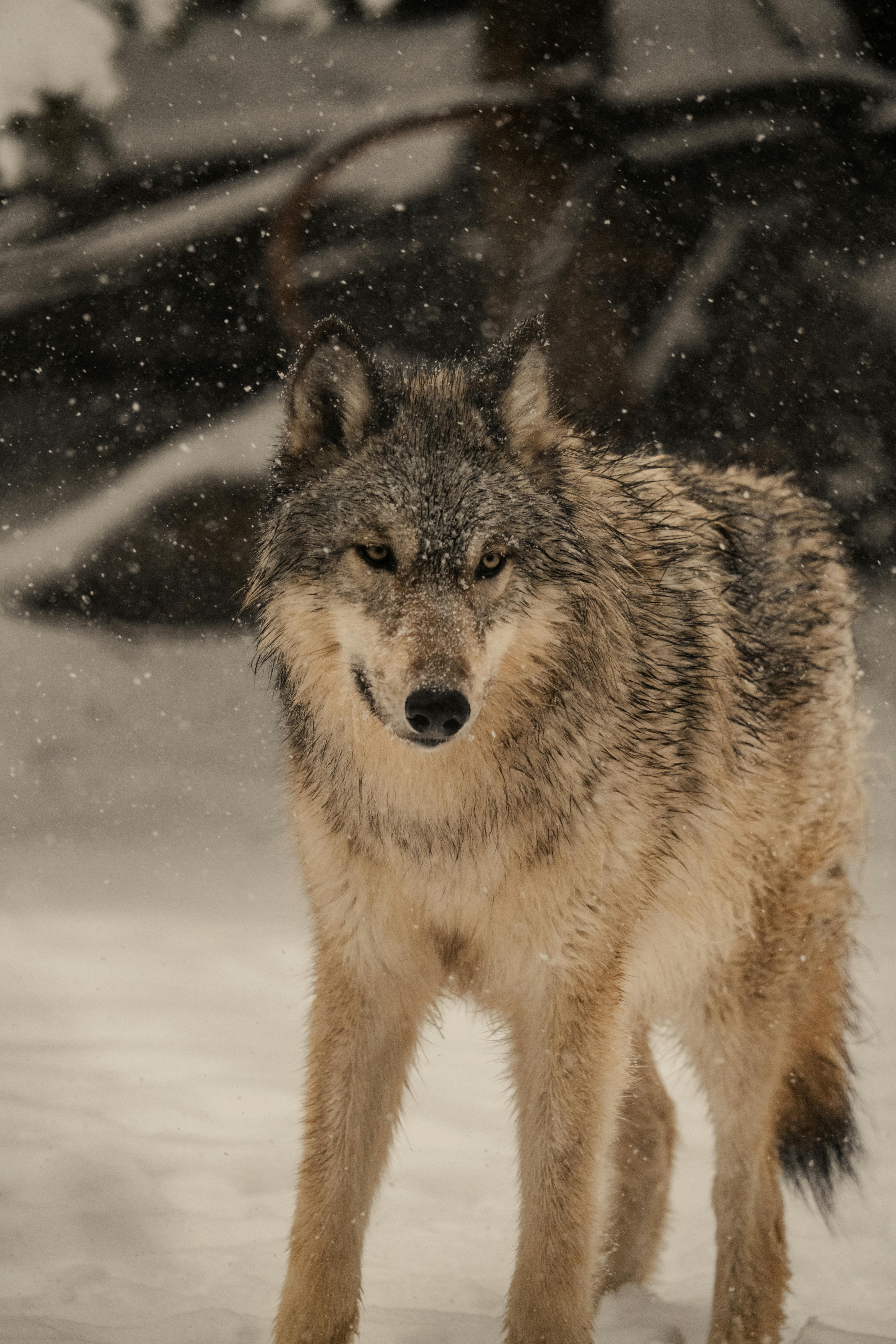 Les 300+ millors fotos sobre 2026年元旦桌面壁纸 · Descàrrega 100% gratuïta ...