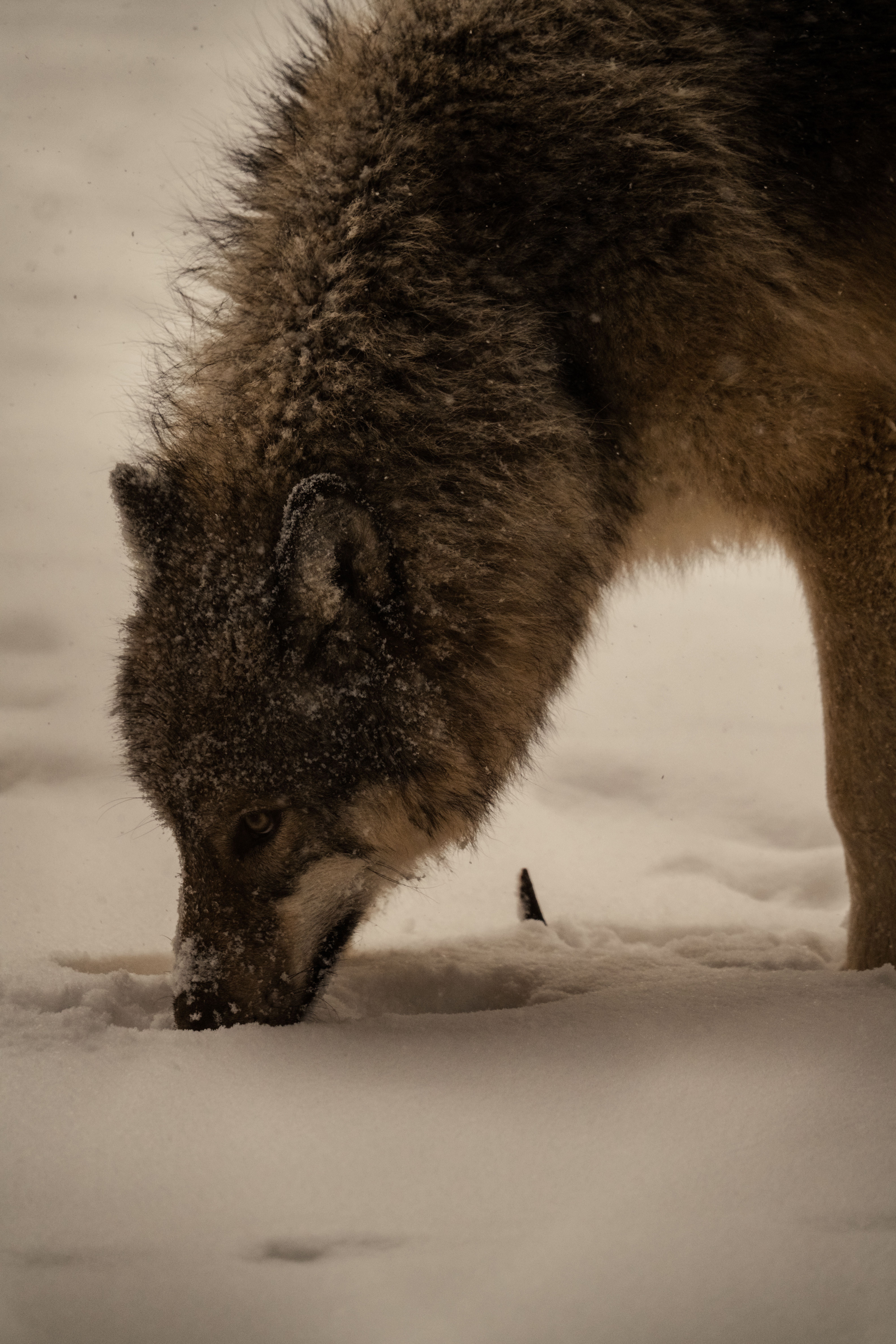 Close-up of Gray Wolf Sniffing Snow in Winter · Free Stock Photo