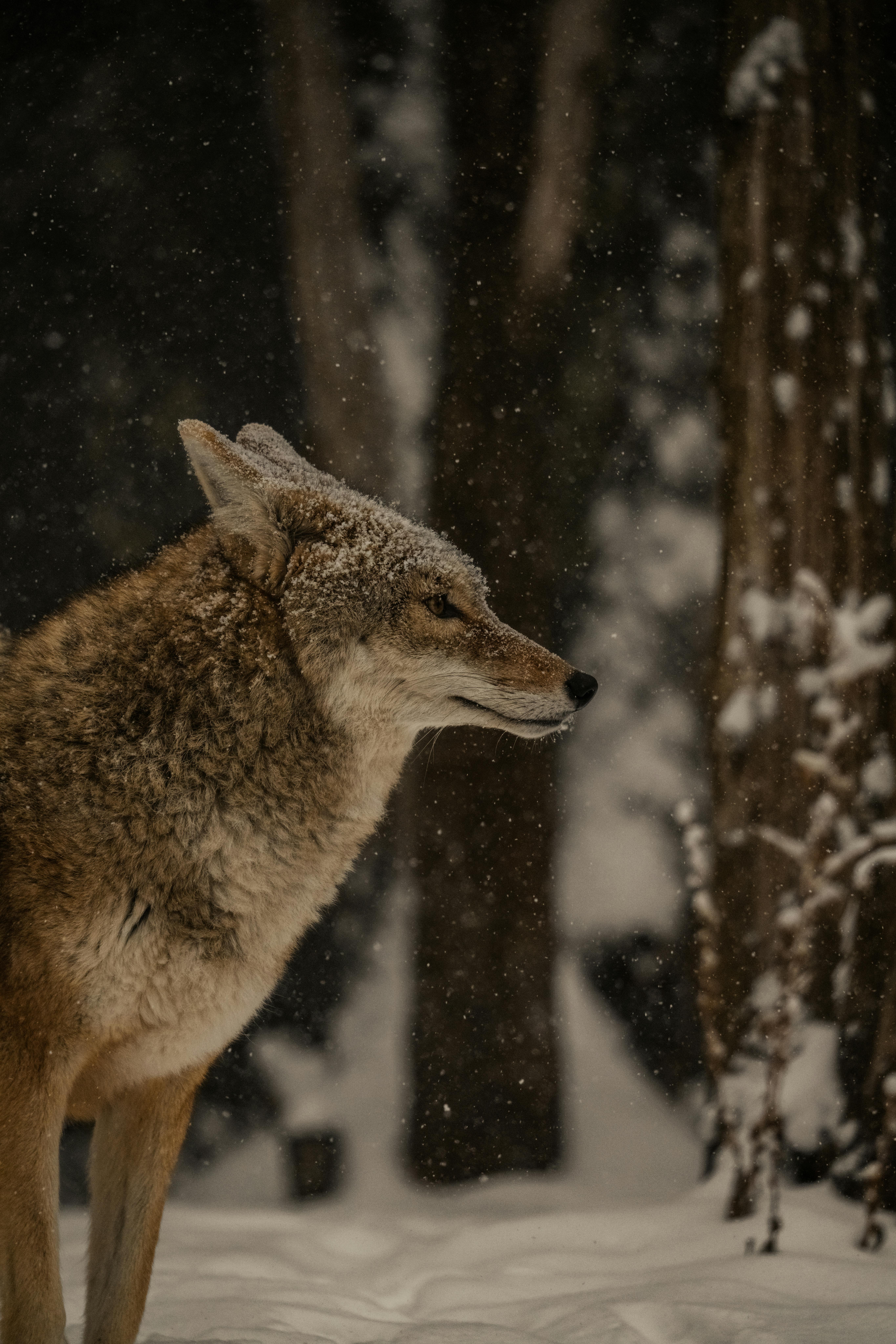 Les 300+ millors fotos sobre 2026年元旦桌面壁纸 · Descàrrega 100% gratuïta ...