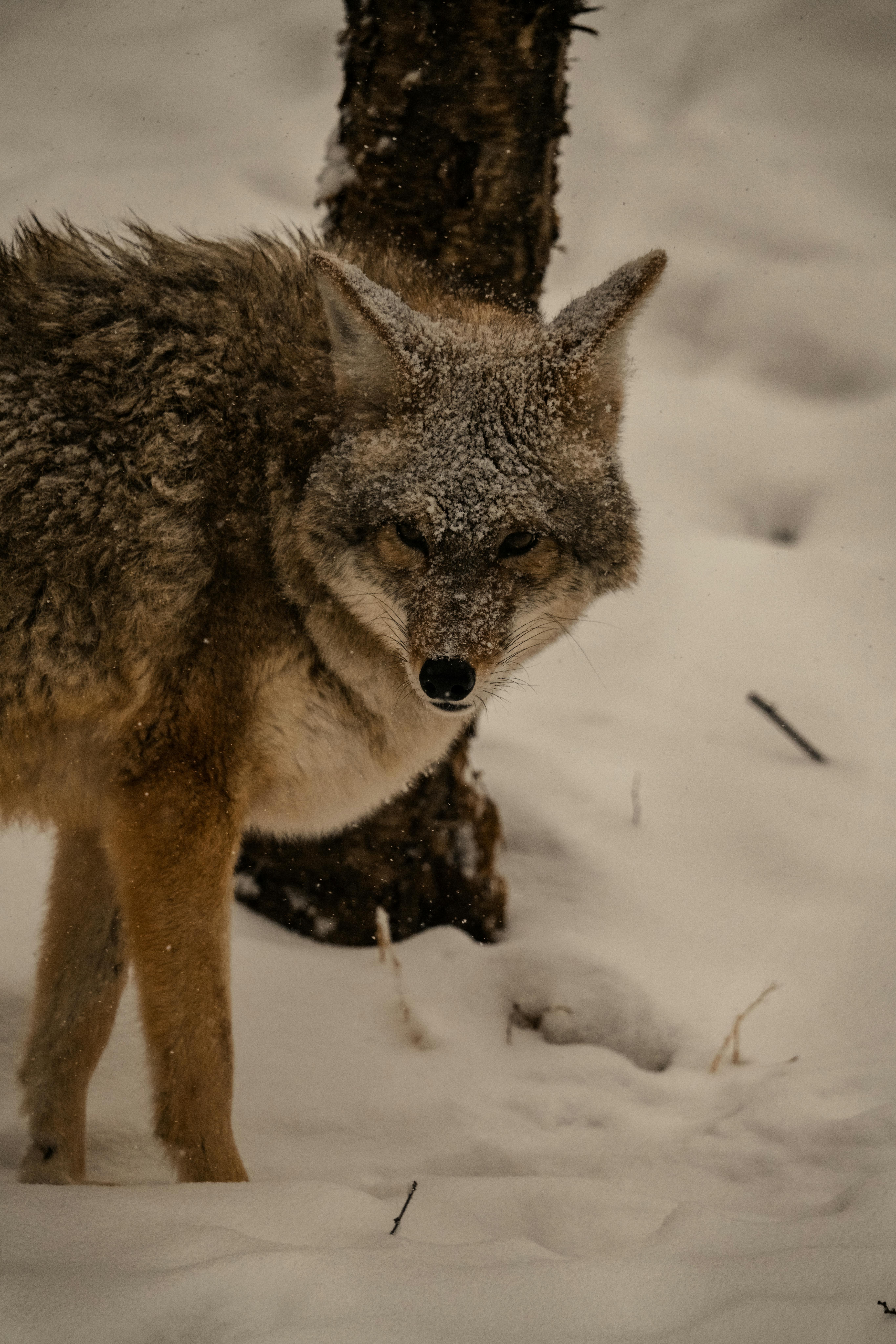 Elena Safari Listal Photos, Download The BEST Free Elena Safari Listal ...