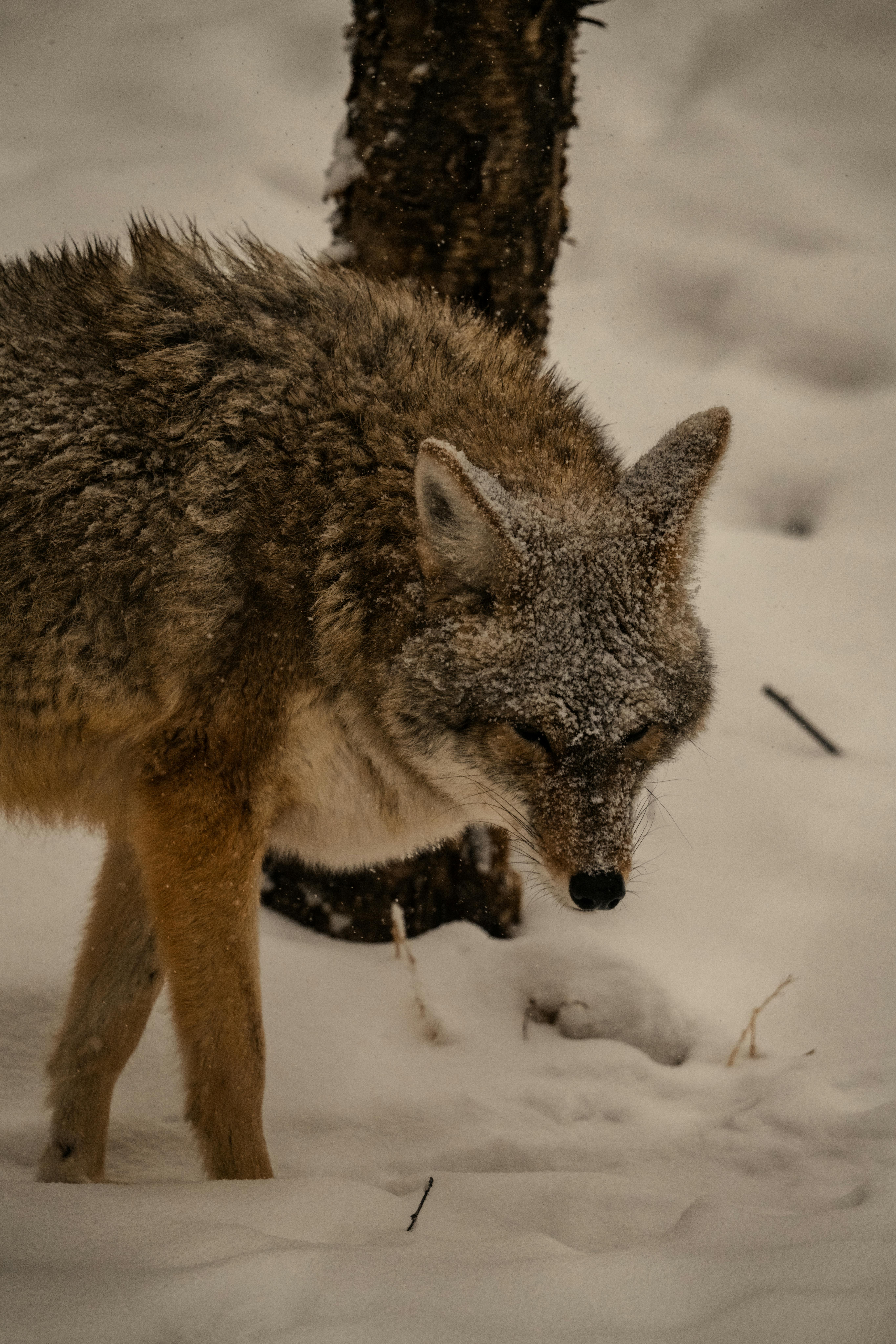 Les 200+ millors fotos sobre 2026年跨年电脑壁纸 · Descàrrega 100% gratuïta ...