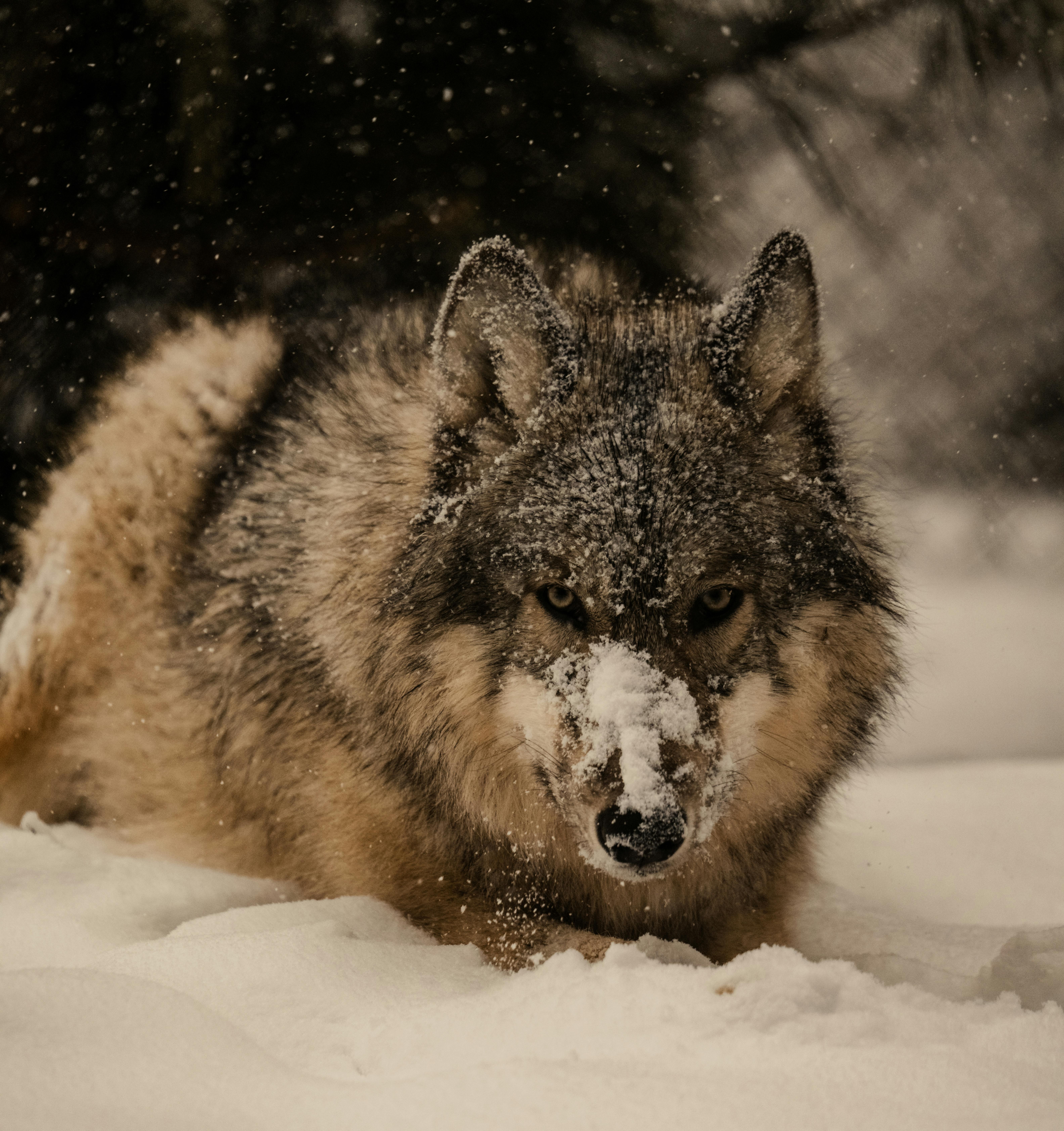 Les 300+ millors fotos sobre 2026年元旦桌面壁纸 · Descàrrega 100% gratuïta ...