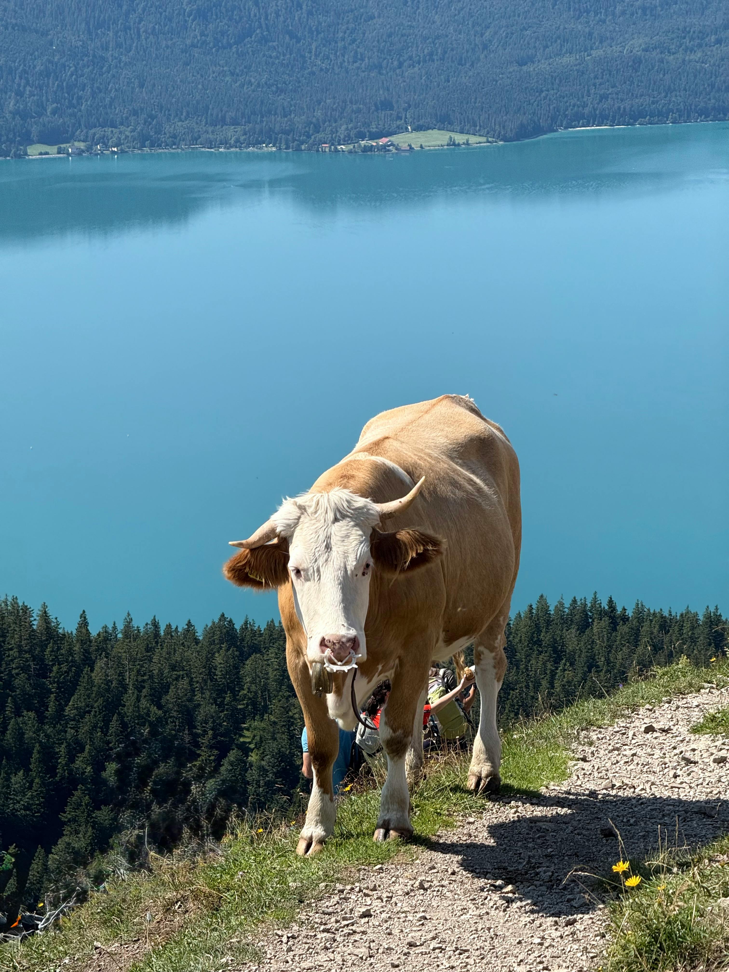 Https:Wangbaomen57 Cow Photos, Download The BEST Free Https ...