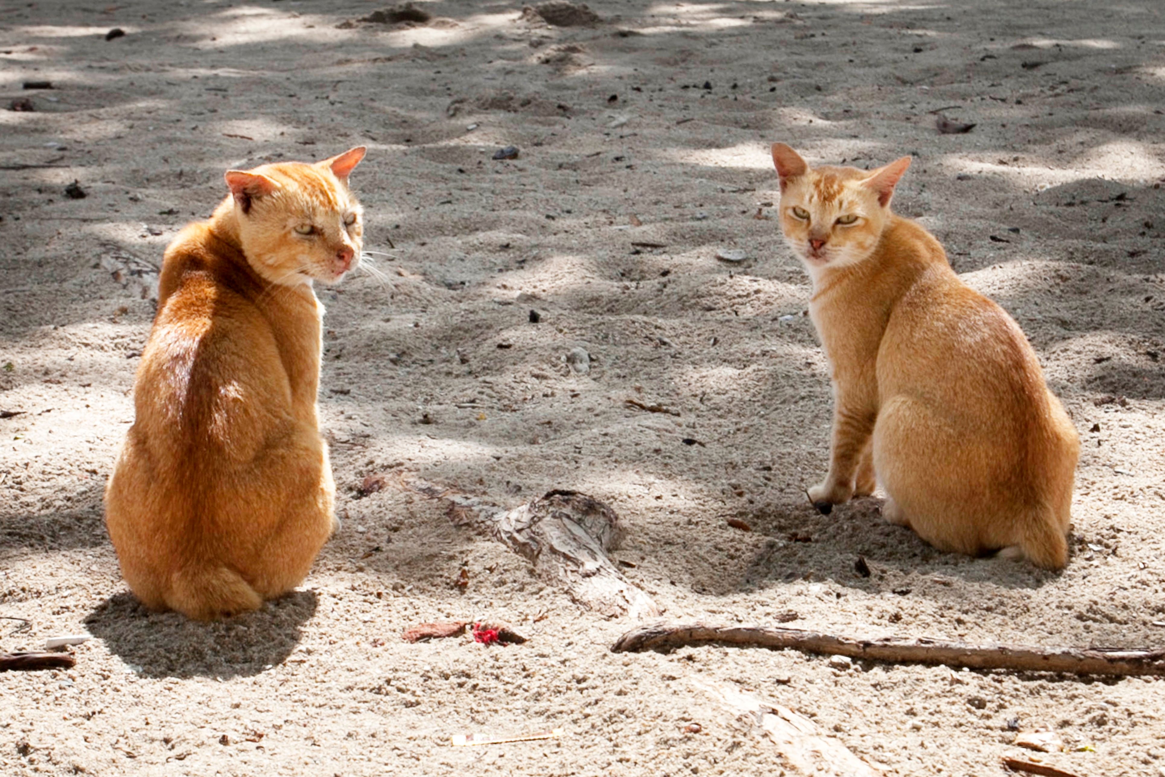 Real Cats Photos, Download The BEST Free Real Cats Stock Photos & HD Images