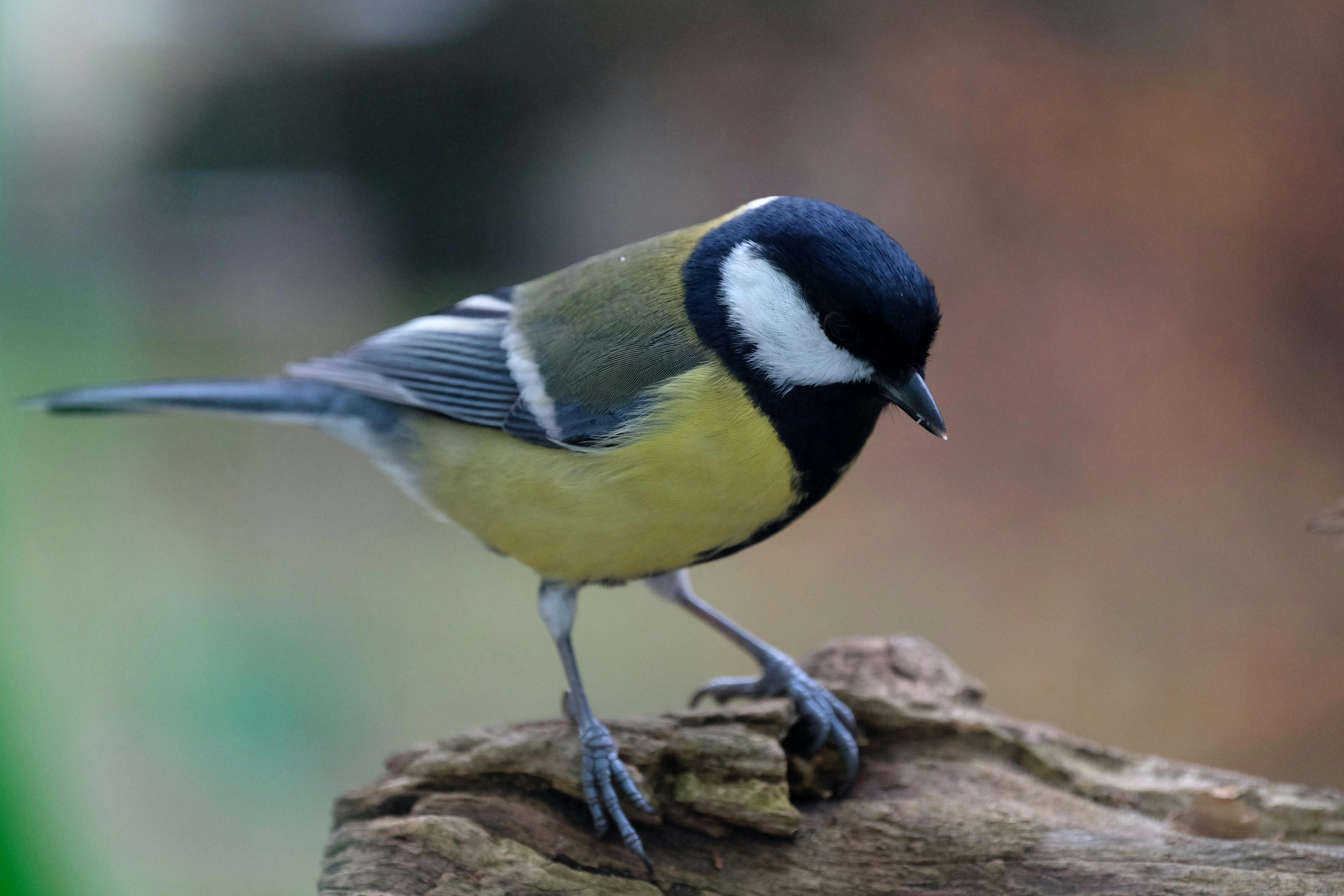 Head+I+N Photos, Download The BEST Free Head+I+N Stock Photos & HD Images