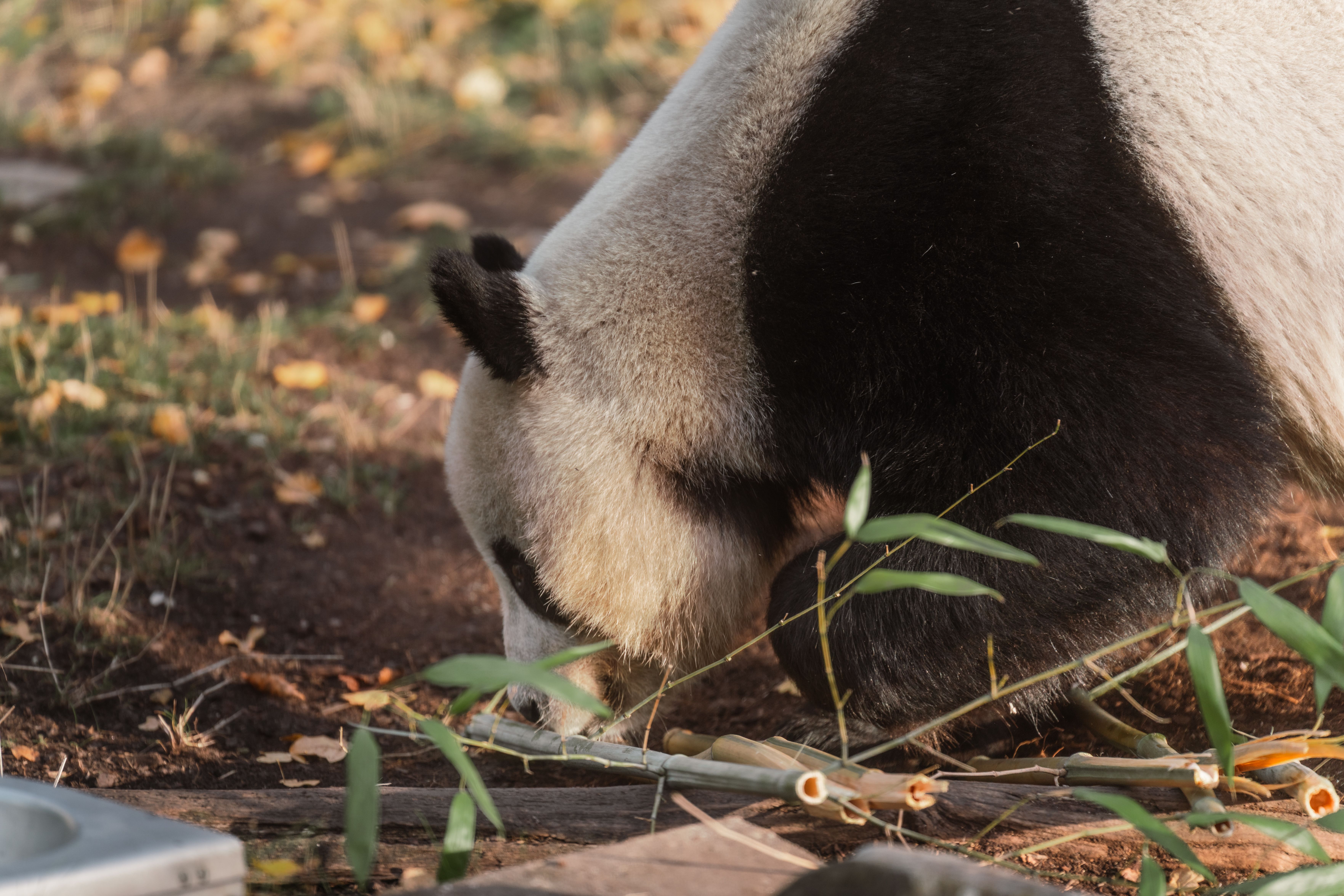 Giant Panda Feeding on Bamboo in Nature Habitat · Free Stock Photo