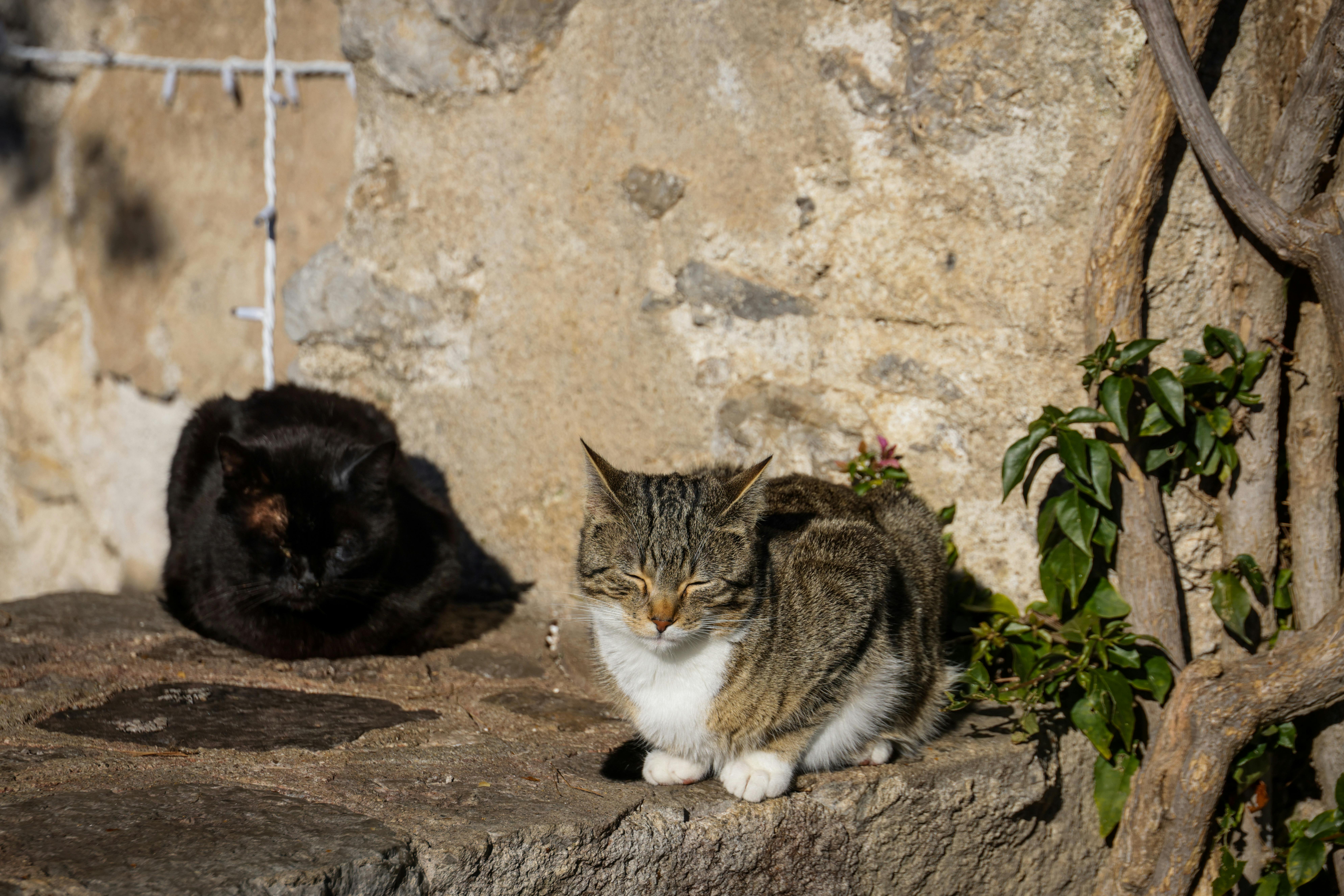 Real Cats Photos, Download The BEST Free Real Cats Stock Photos & HD Images