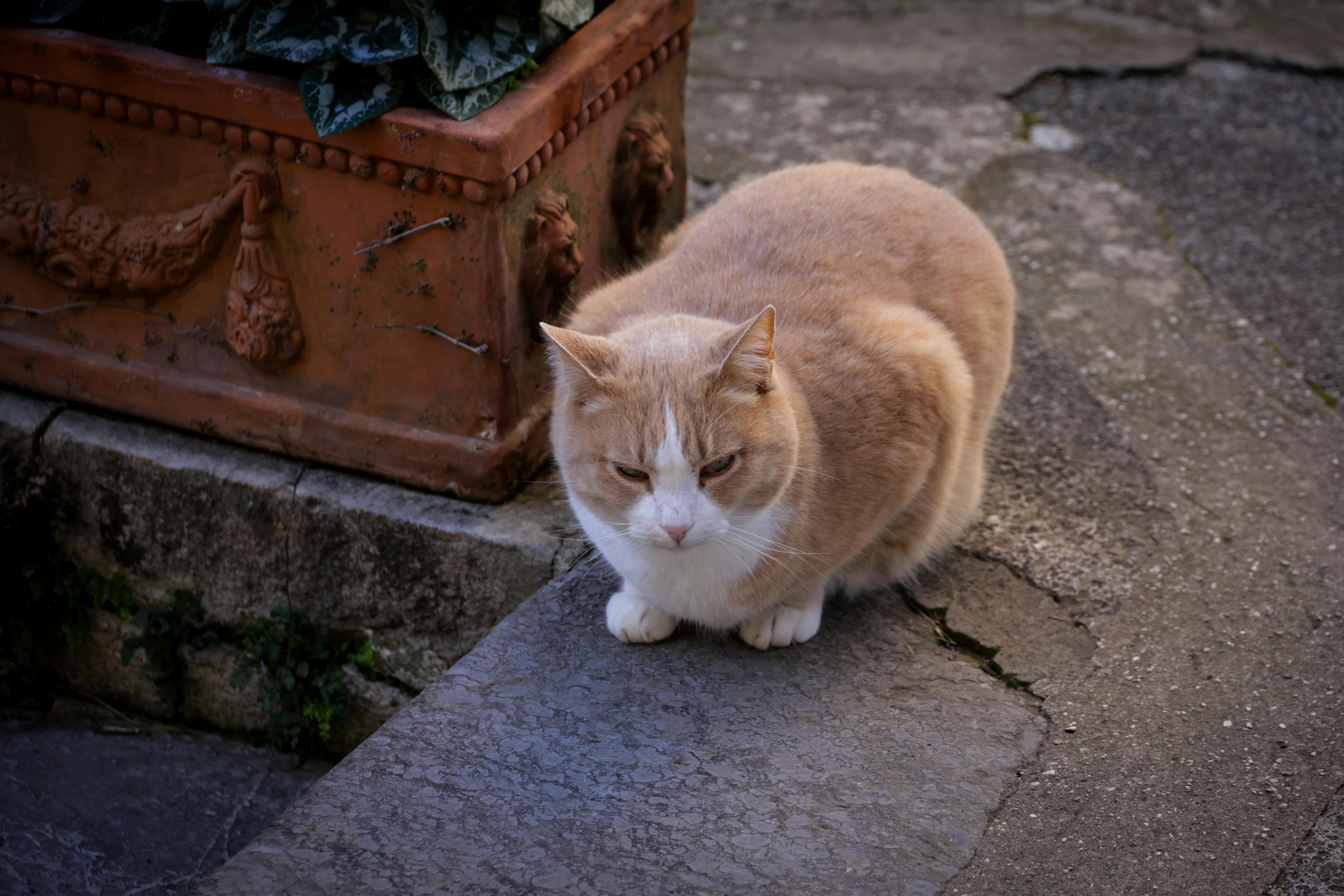 Real Cats Photos, Download The BEST Free Real Cats Stock Photos & HD Images