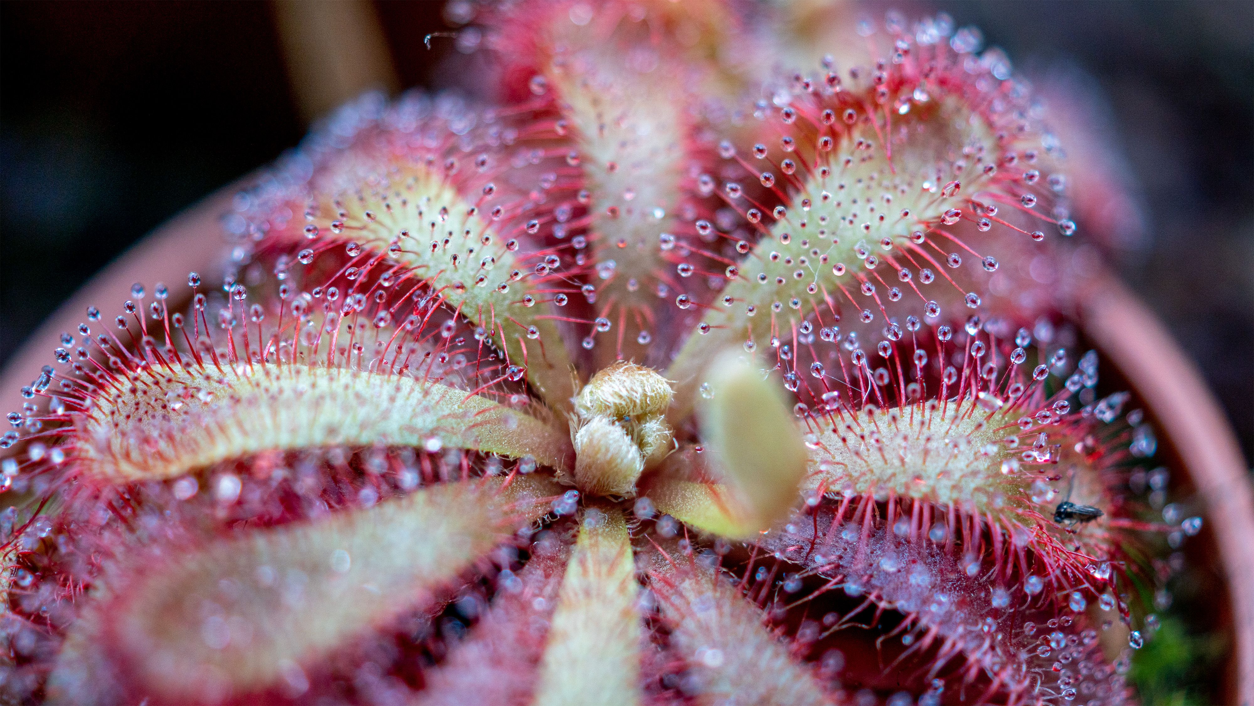 Close-up of Carnivorous Drosera Plant with Dew · Free Stock Photo