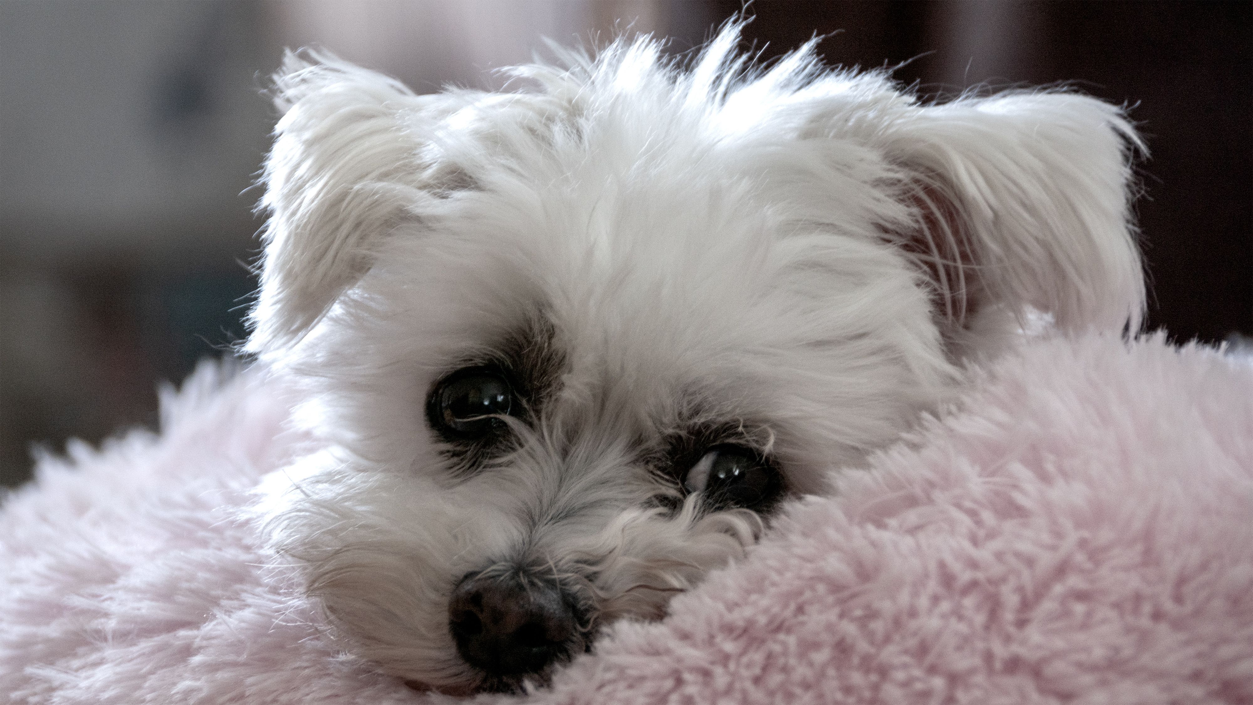 Pookie+Wallpaper+For+Laptop Photos, Download The BEST Free Pookie ...