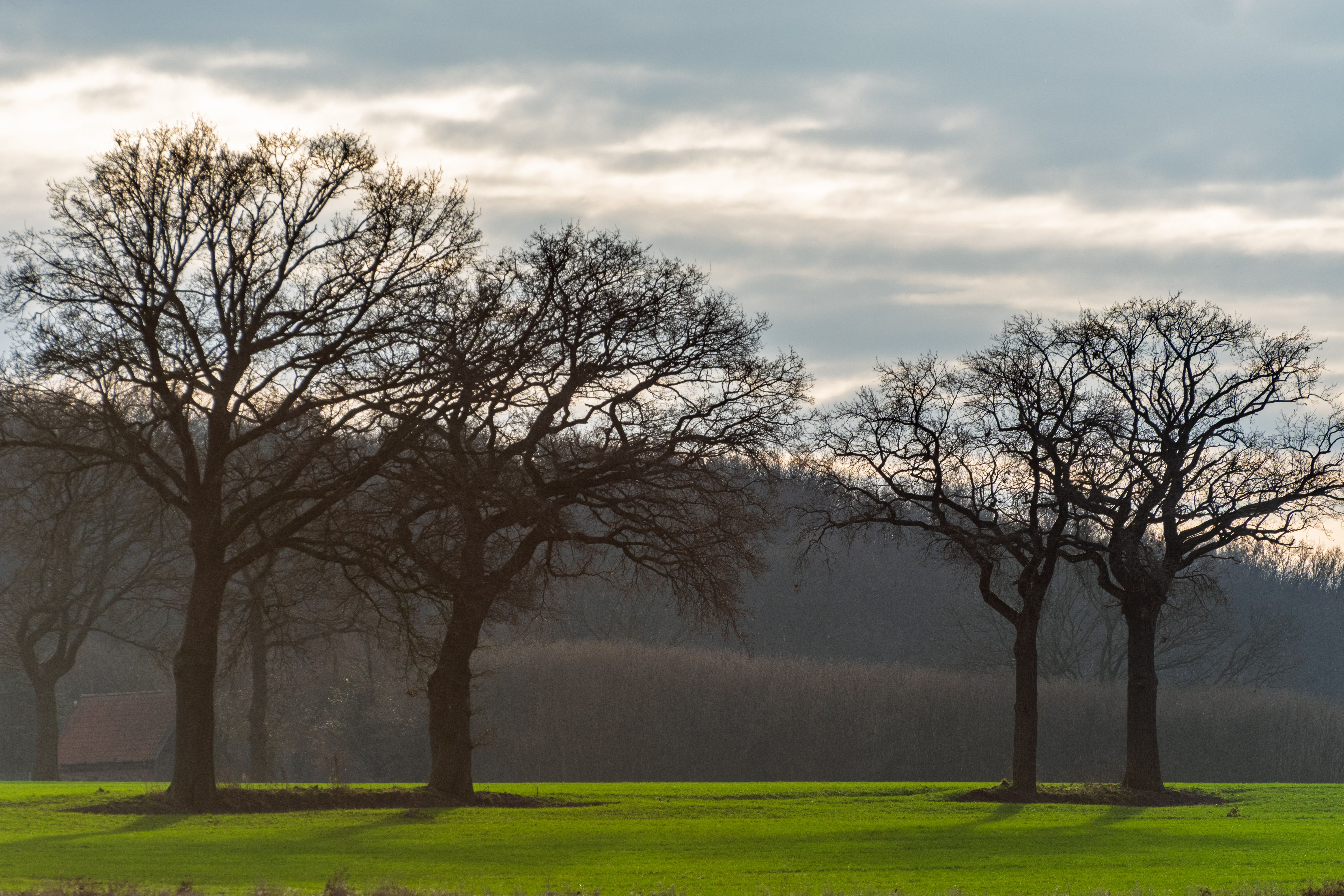 Tranquil Landscape with Bare Trees on Green Field · Free Stock Photo