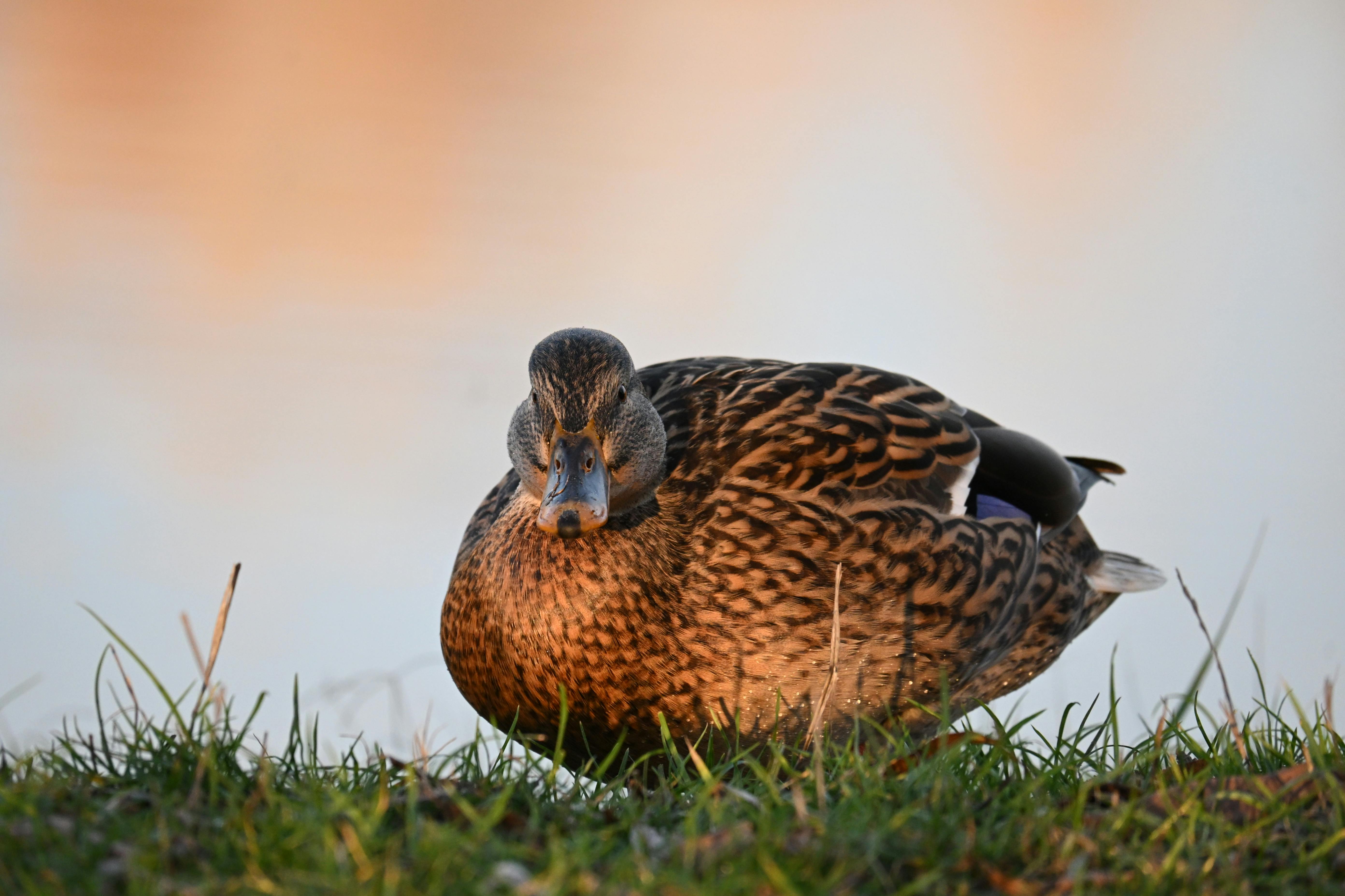 Mixing A Brown Supliment In Water Photos, Download The BEST Free Mixing ...