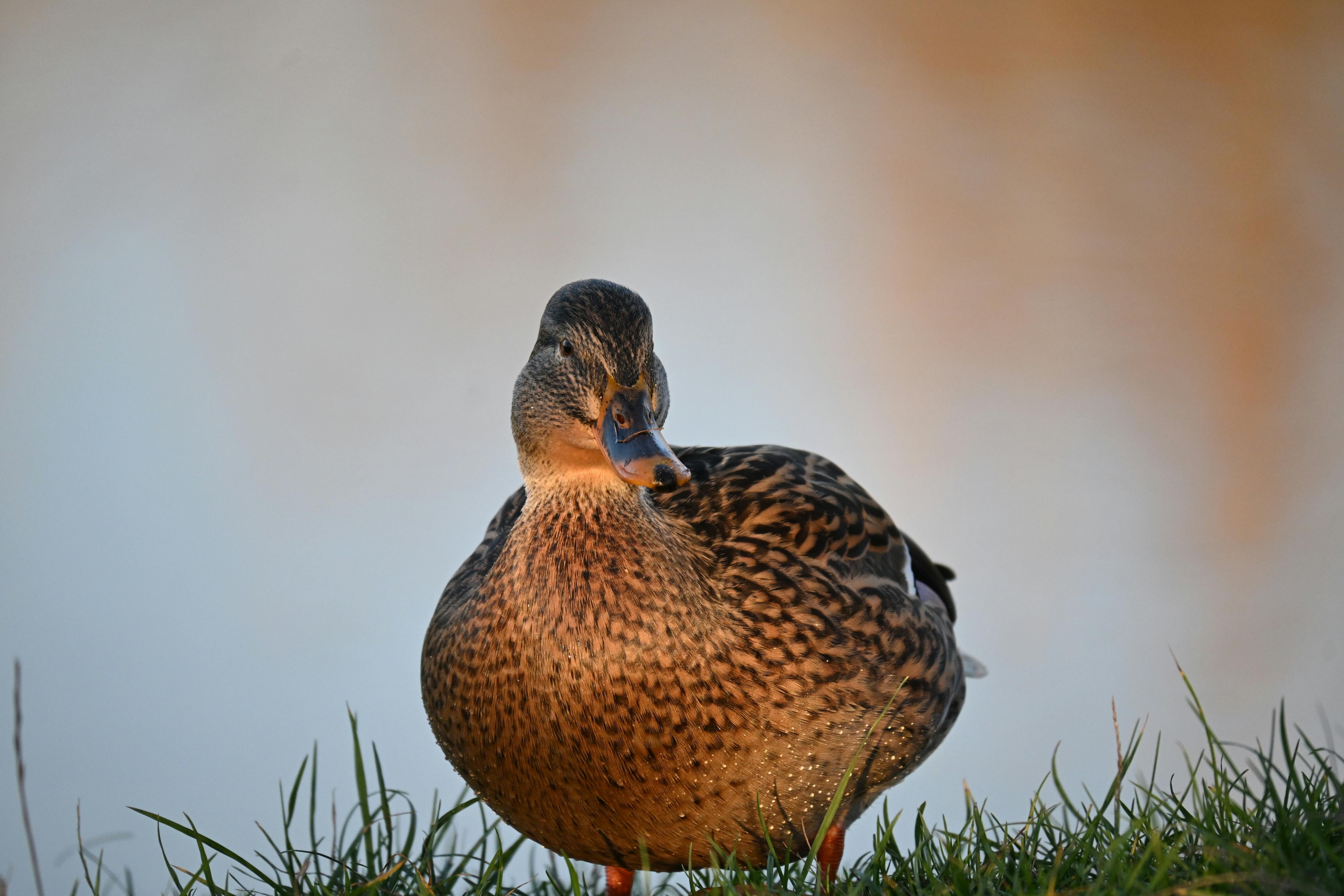 Close-up of a Mallard Duck by a Tranquil Pond · Free Stock Photo