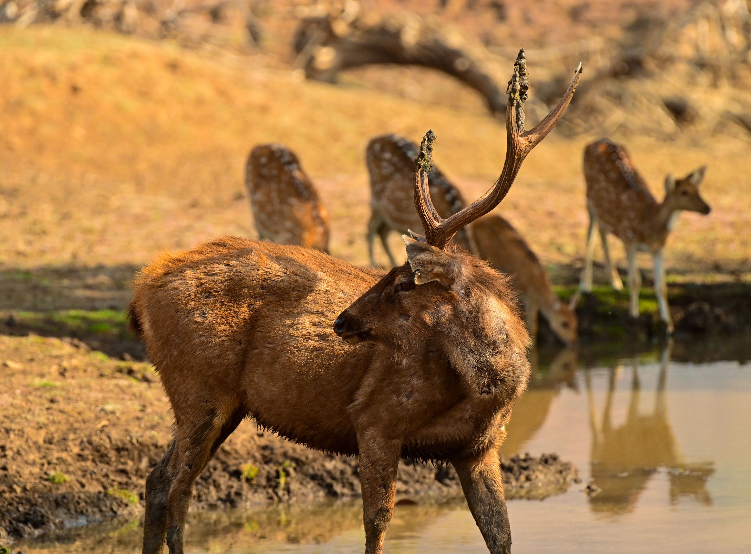 Deer Animation Photos, Download The BEST Free Deer Animation Stock ...