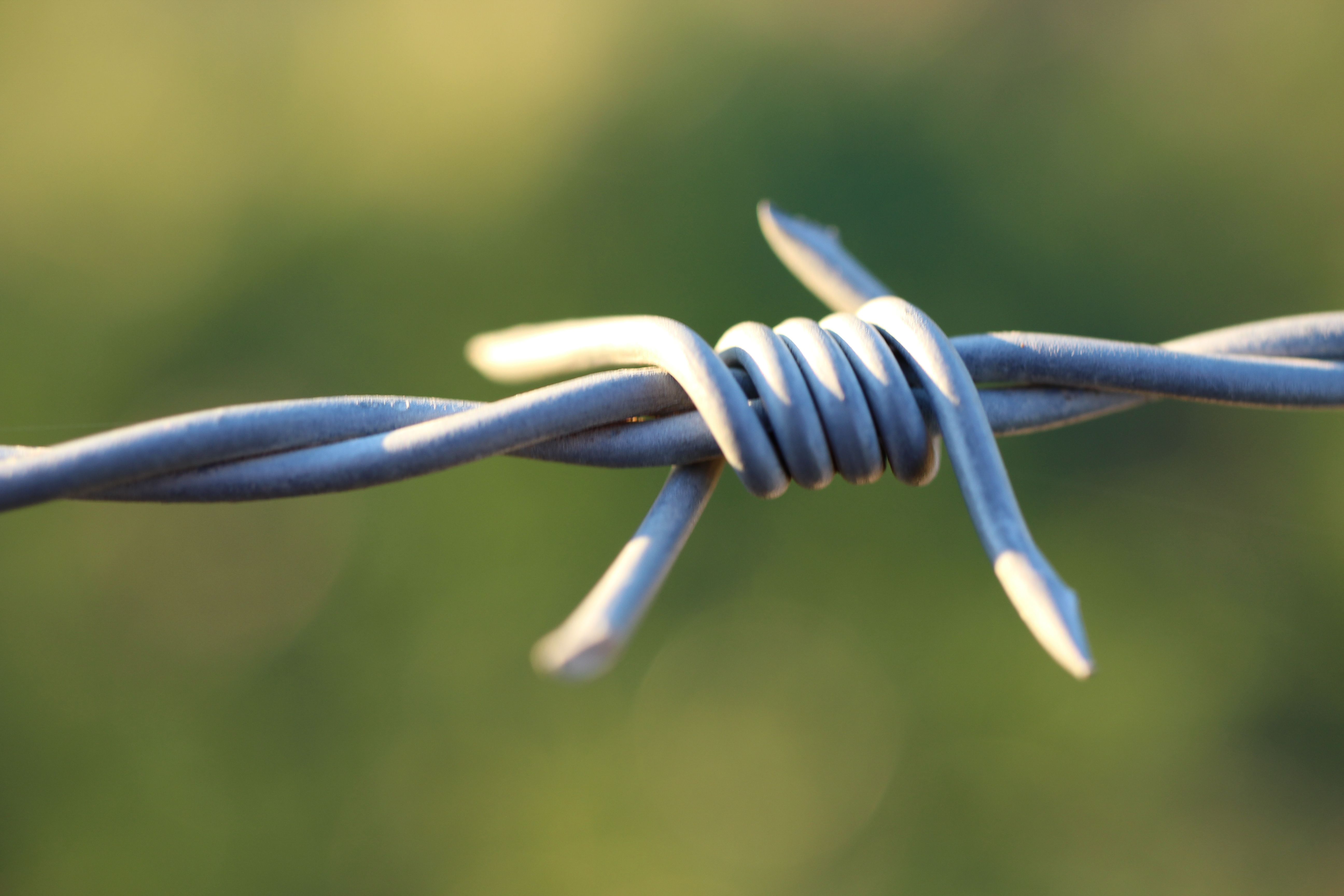 Close-up of Barbed Wire with Green Background · Free Stock Photo