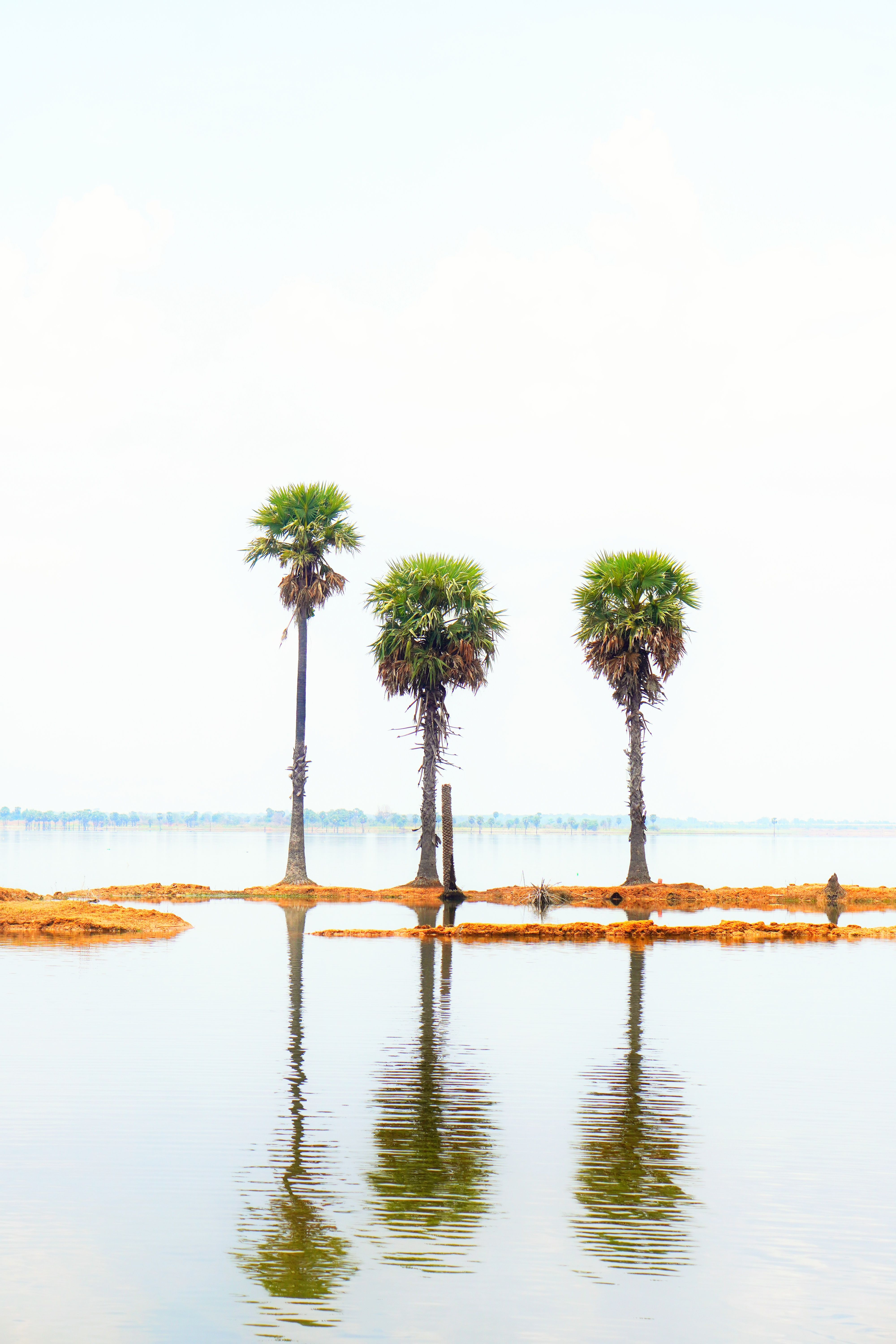 Tranquil Reflection of Palm Trees in Lake · Free Stock Photo