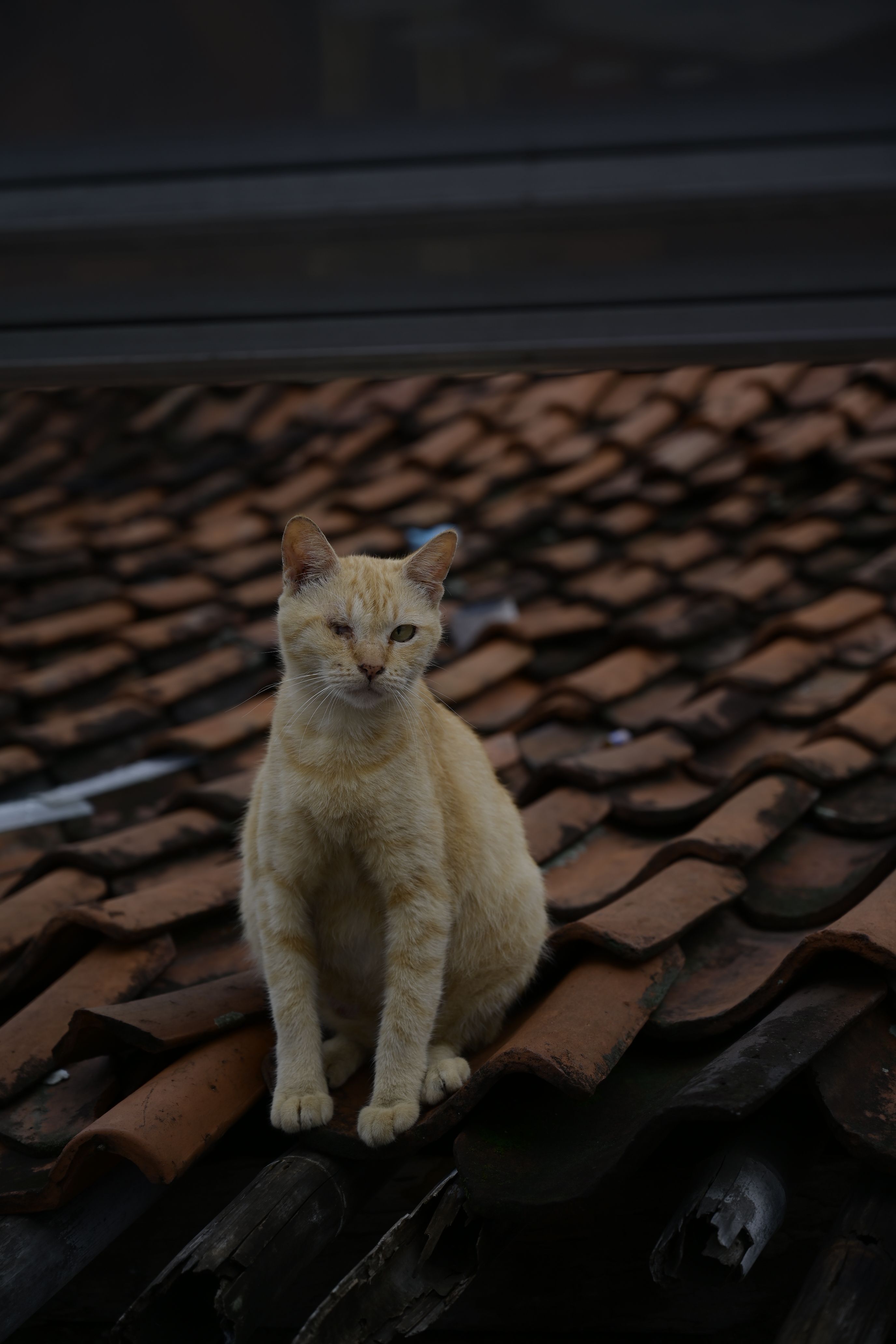 Real Cats Photos, Download The BEST Free Real Cats Stock Photos & HD Images