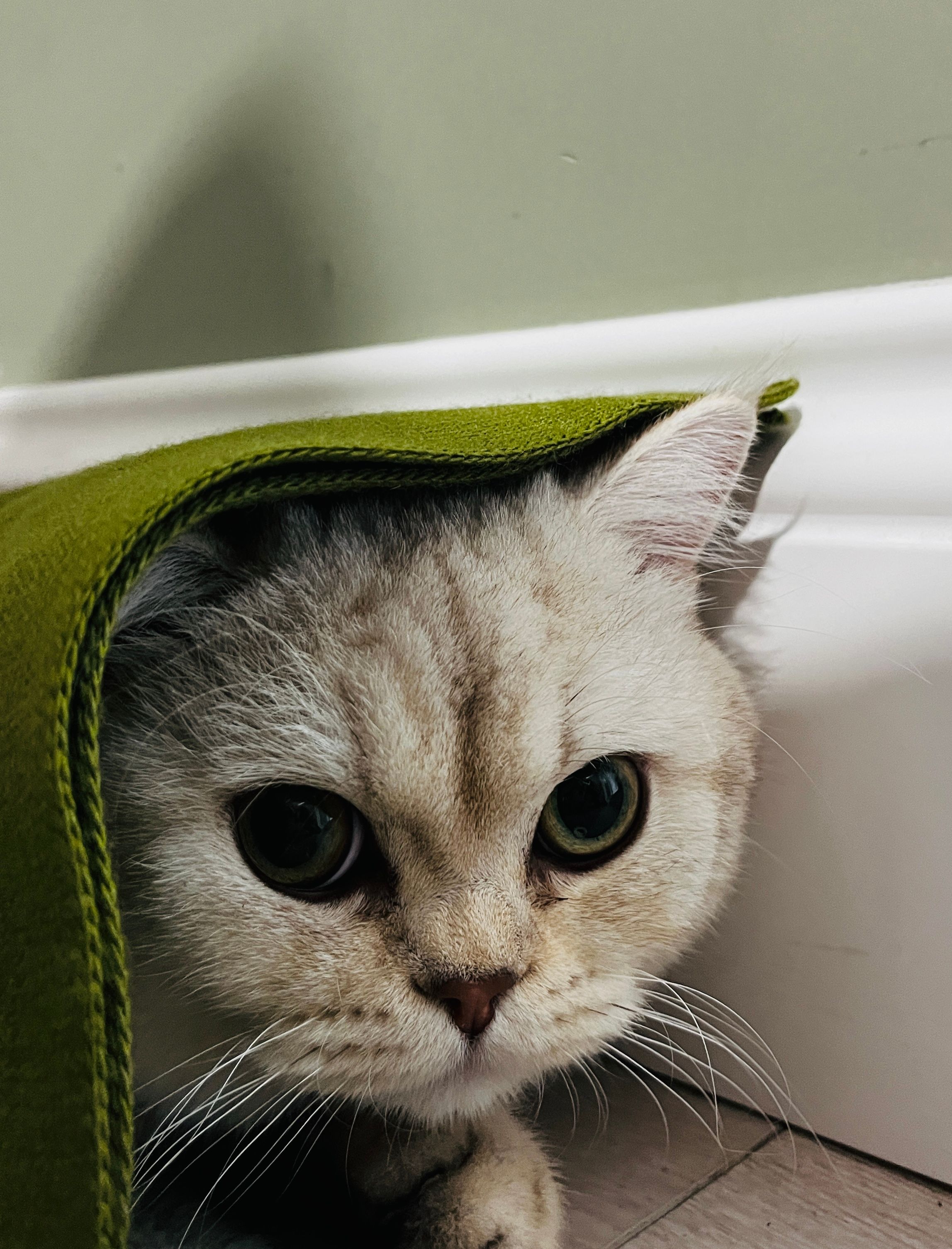 Green Screen Cat Photos, Download The BEST Free Green Screen Cat Stock ...