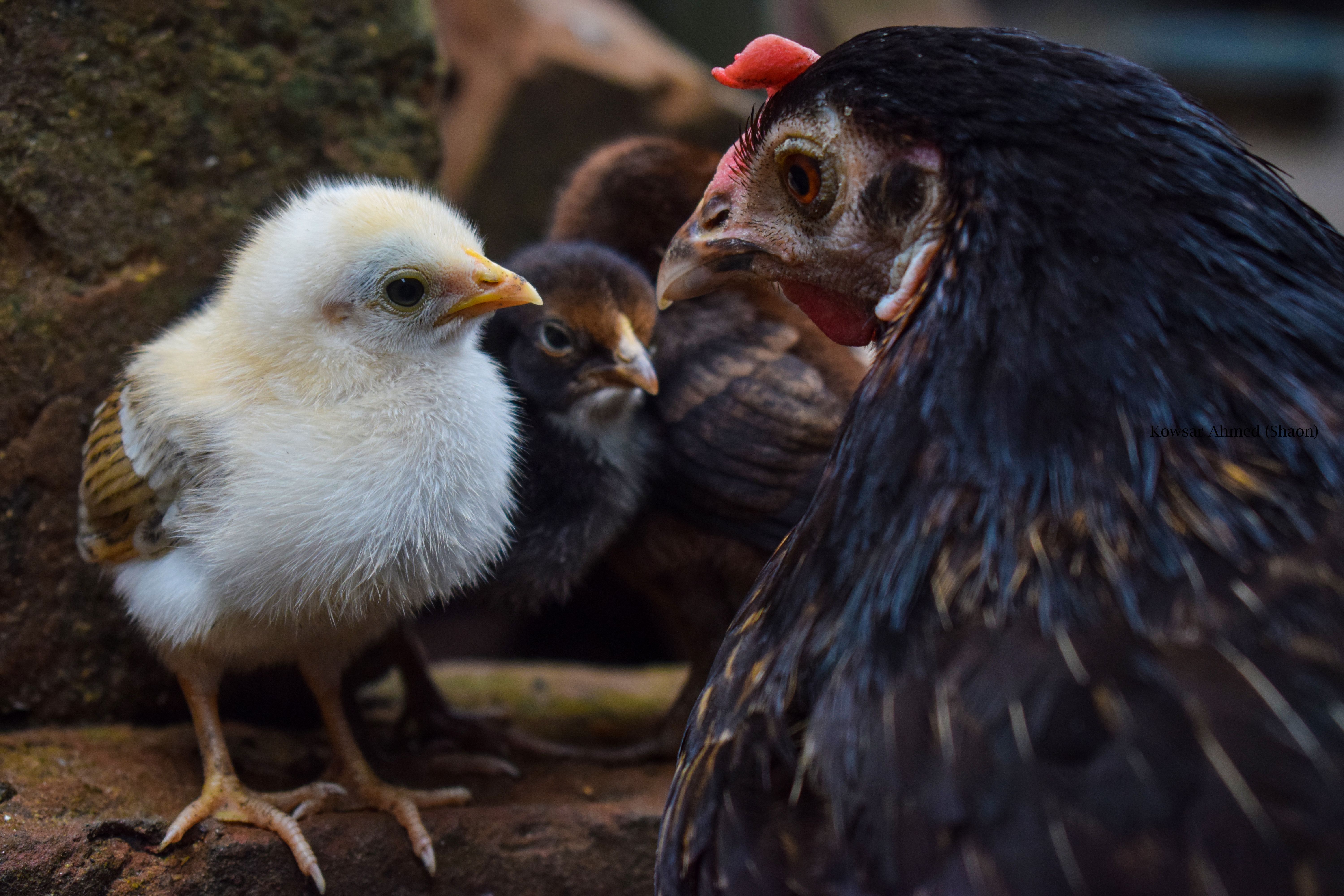 Chicken Family Photos, Download The BEST Free Chicken Family Stock ...