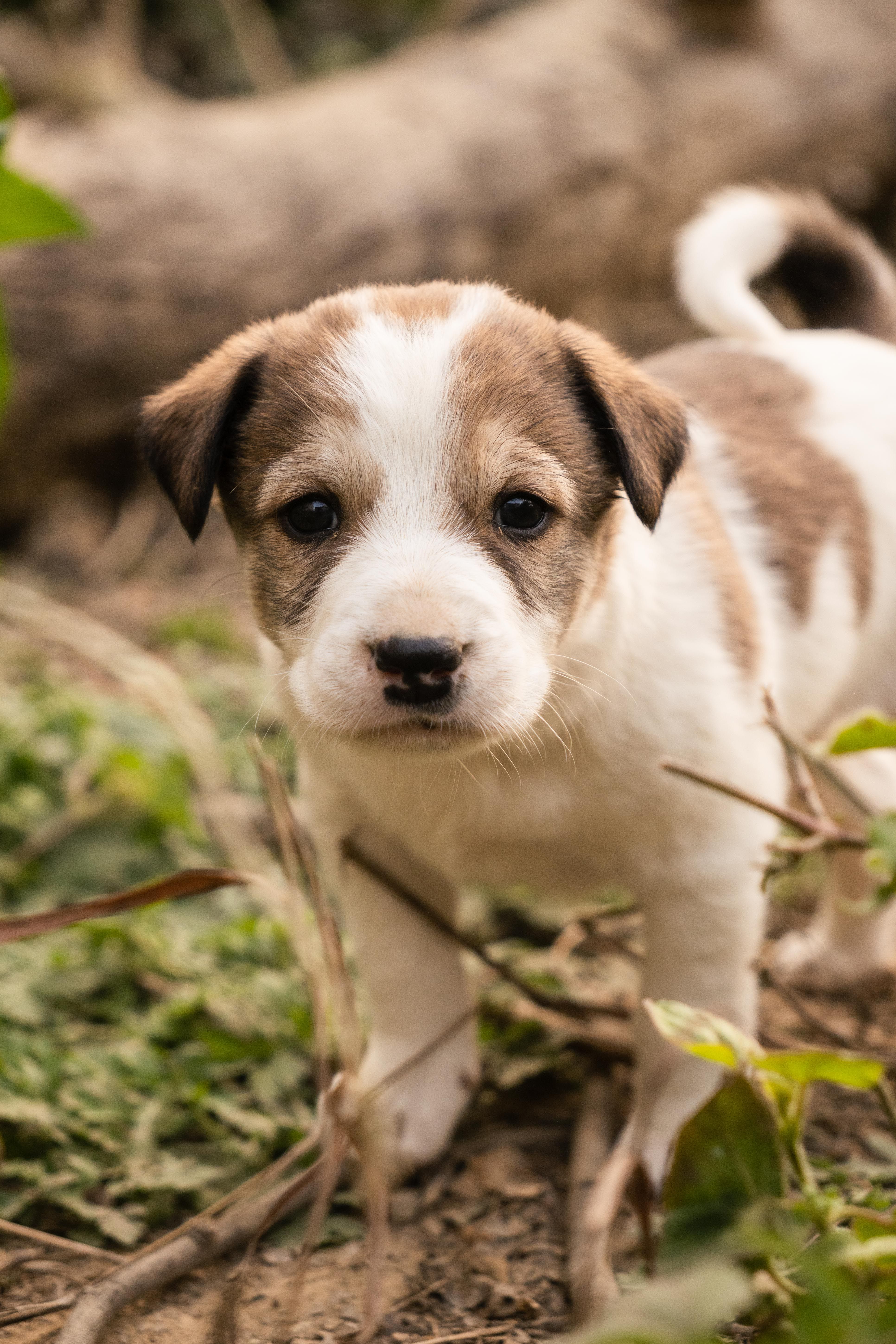 Adorable Brown and White Puppy Outdoors · Free Stock Photo