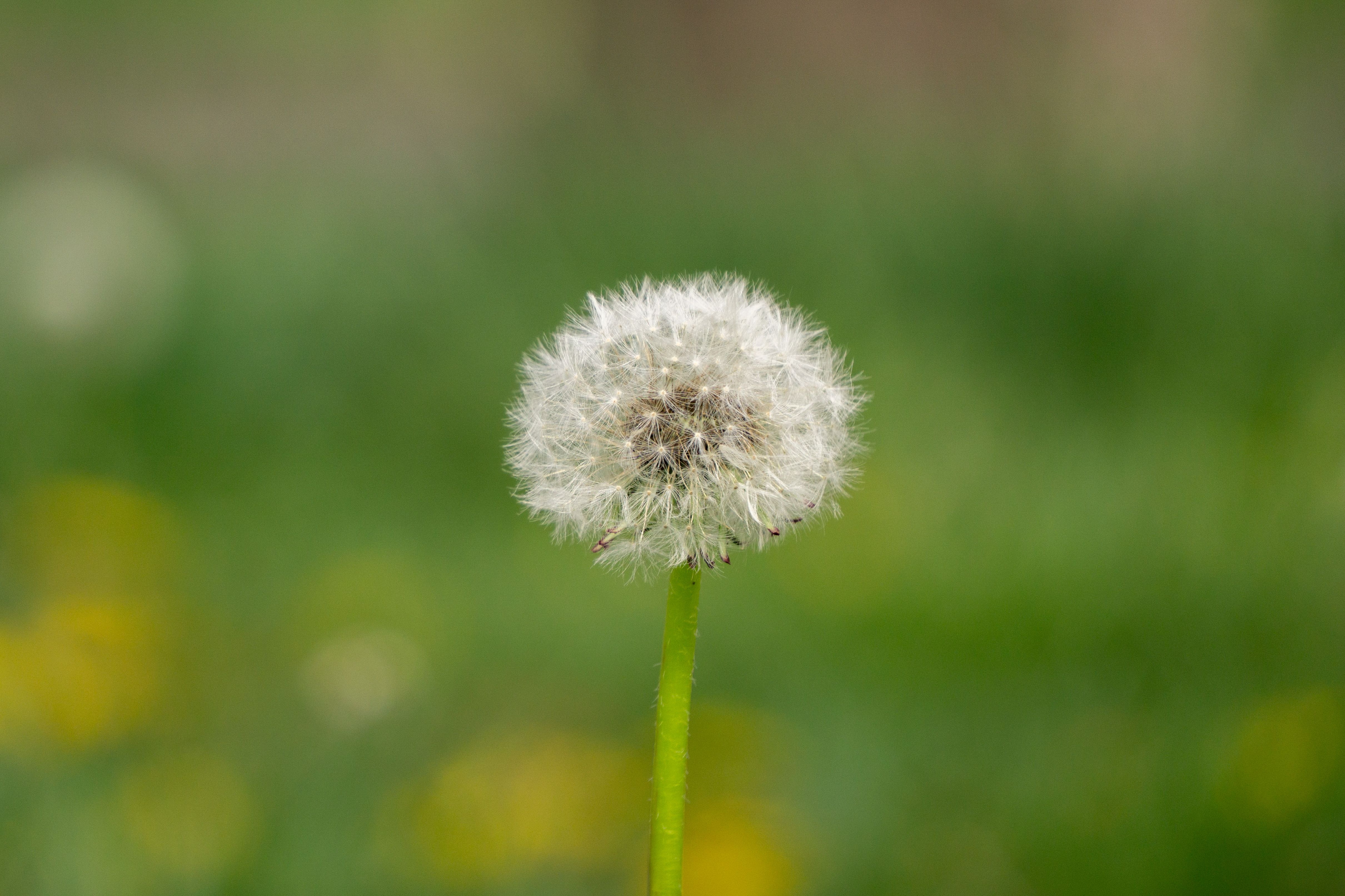 Close-up of a Dandelion Puff in Blooming Field · Free Stock Photo