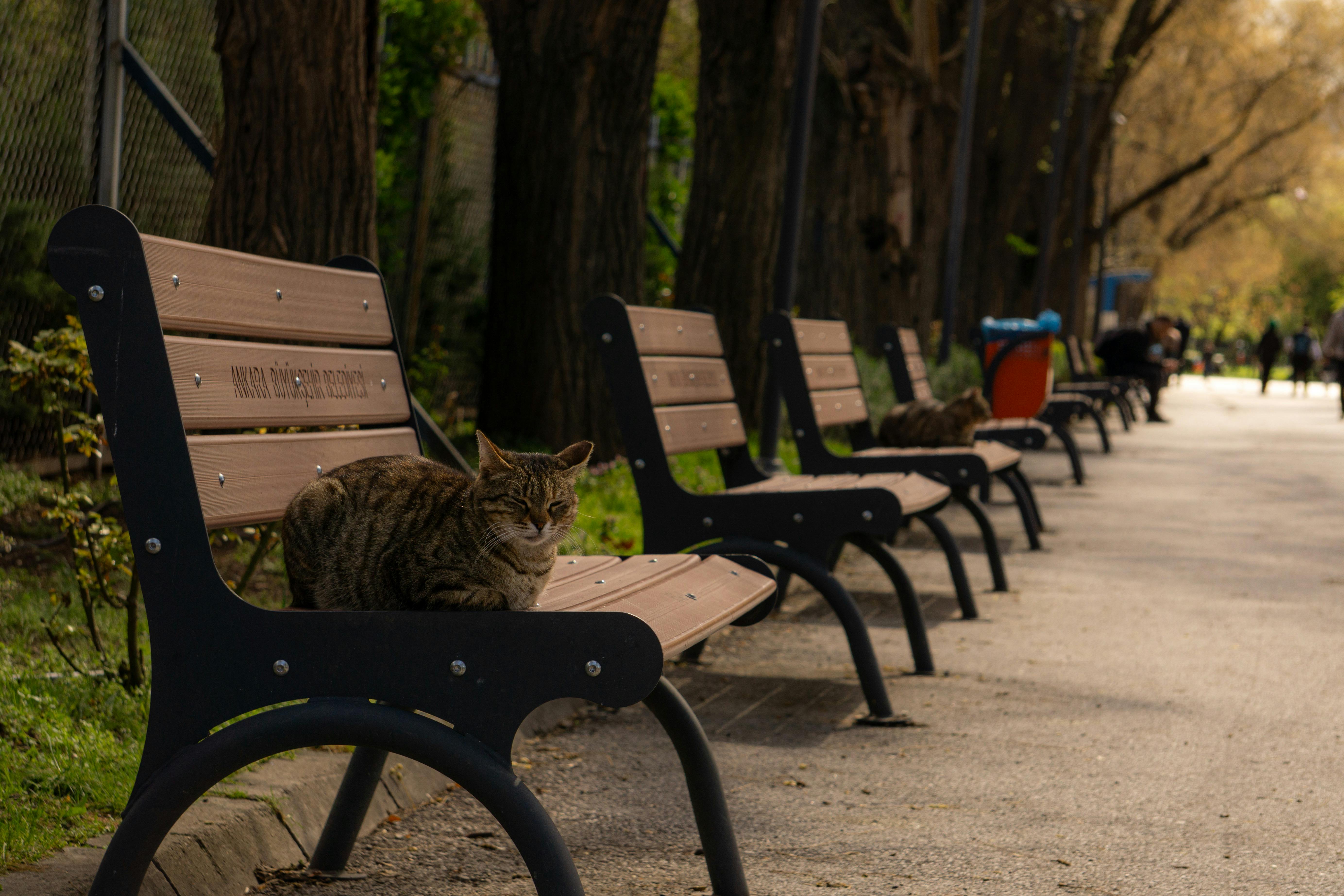 Alien Cat Photos, Download The BEST Free Alien Cat Stock Photos & HD Images