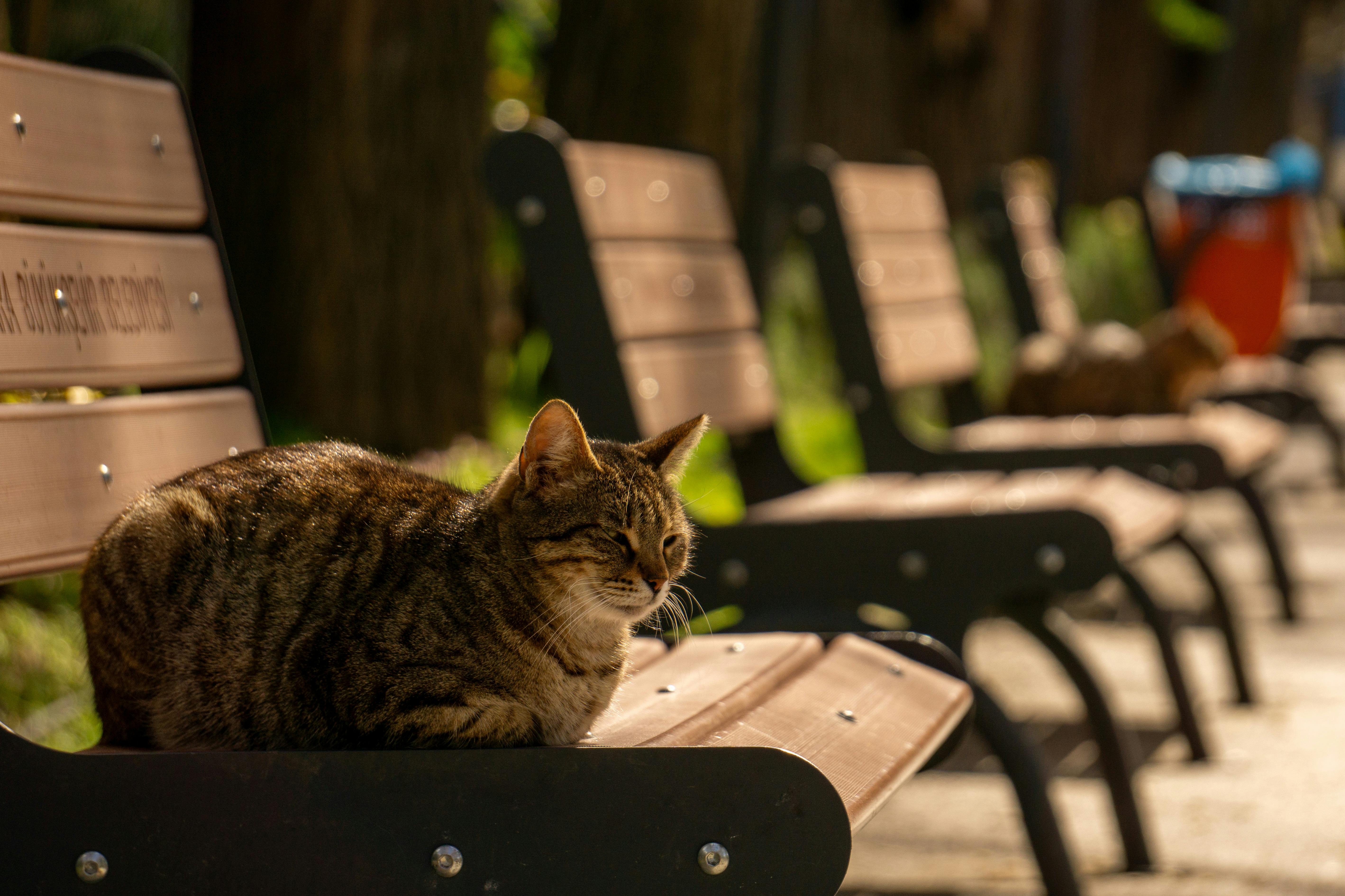 Alien Cat Photos, Download The BEST Free Alien Cat Stock Photos & HD Images