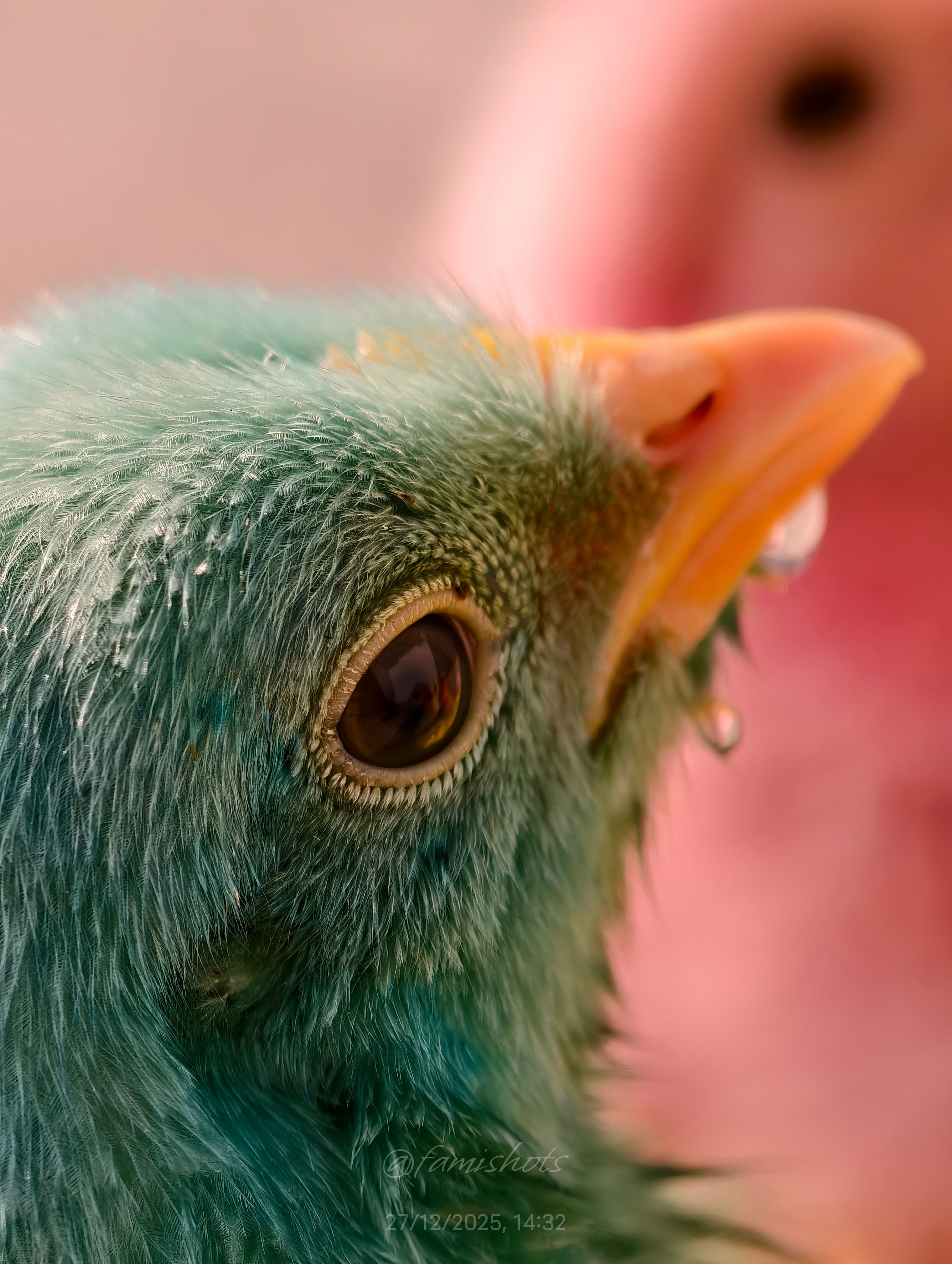 Close-up of a Blue Chick with Water Droplet · Free Stock Photo