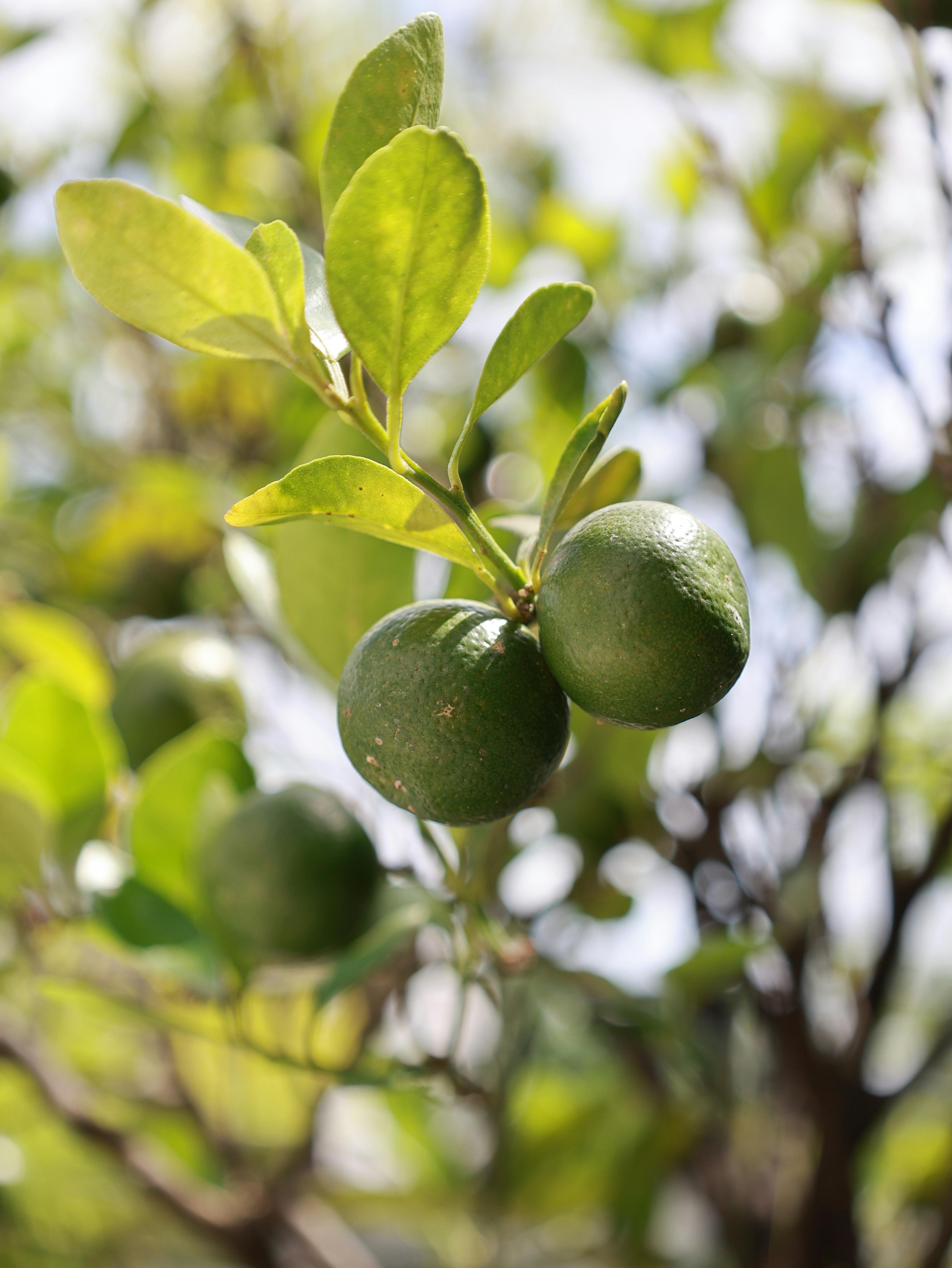 Kiti+Ti+Food Photos, Download The BEST Free Kiti+Ti+Food Stock Photos ...