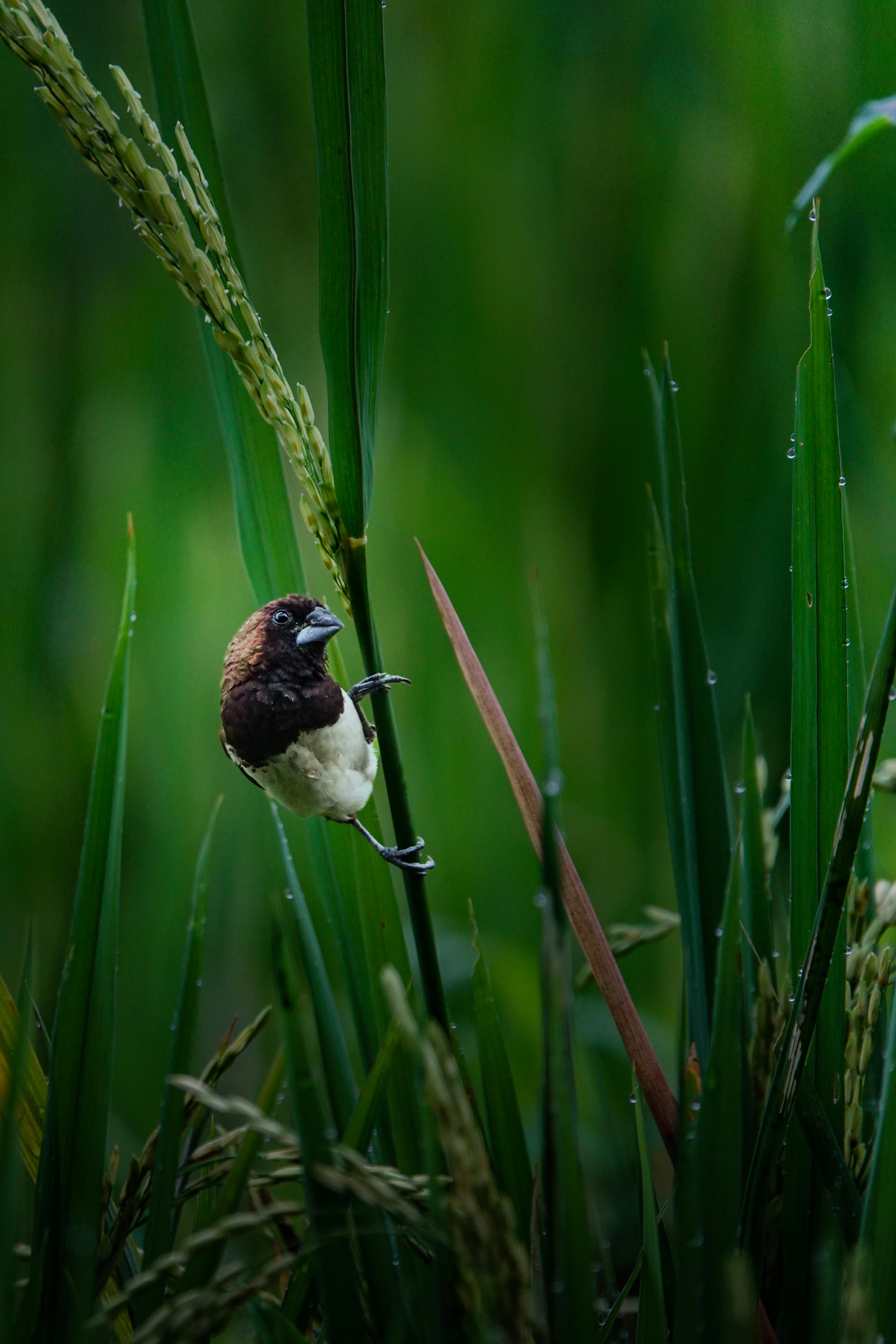 20.000+ melhores imagens de Bokep+indonesia+tiktokers+bugil · Download 100% grátis · Fotos ...
