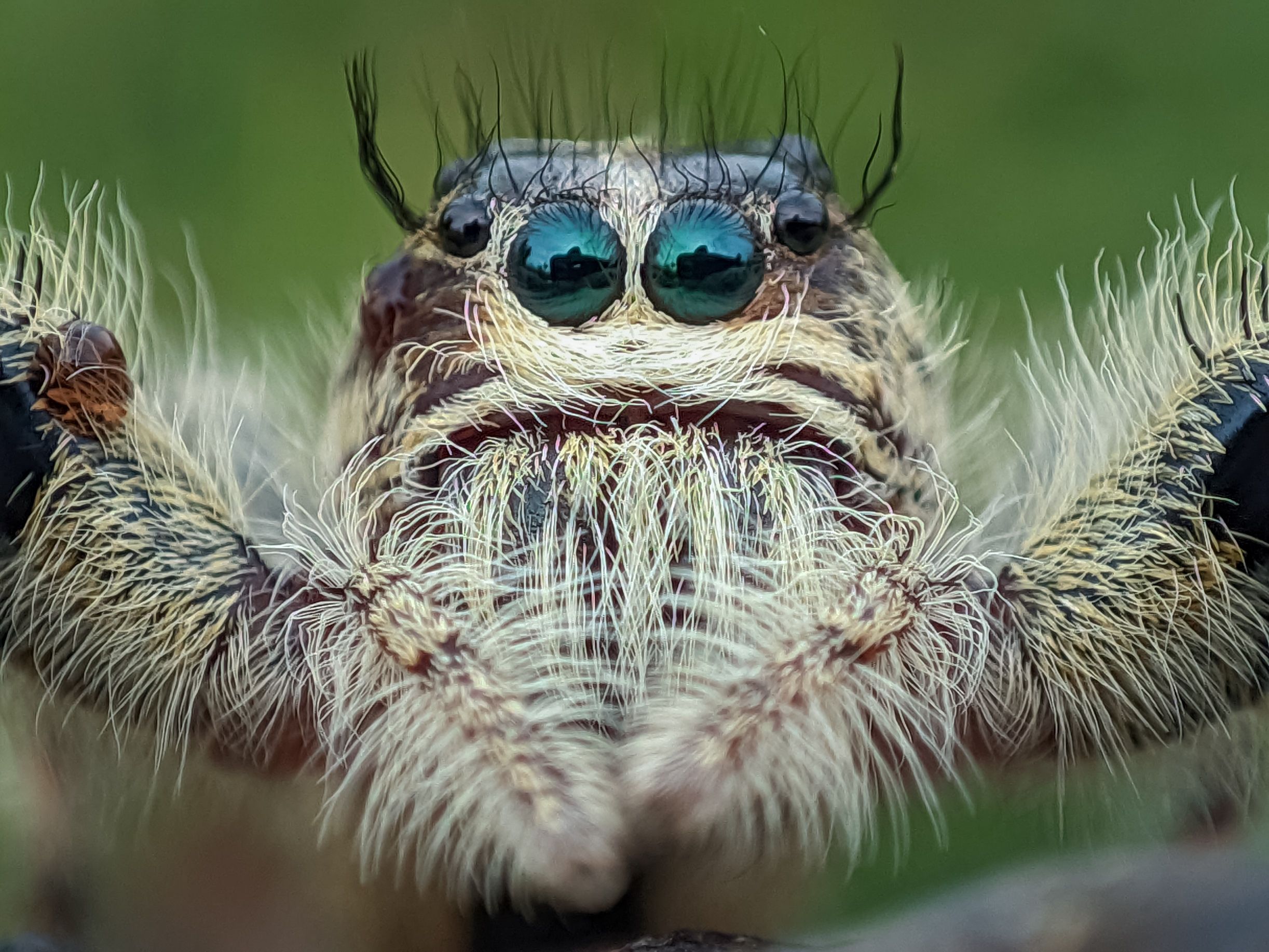 Senpai Spider Photos, Download The BEST Free Senpai Spider Stock Photos ...