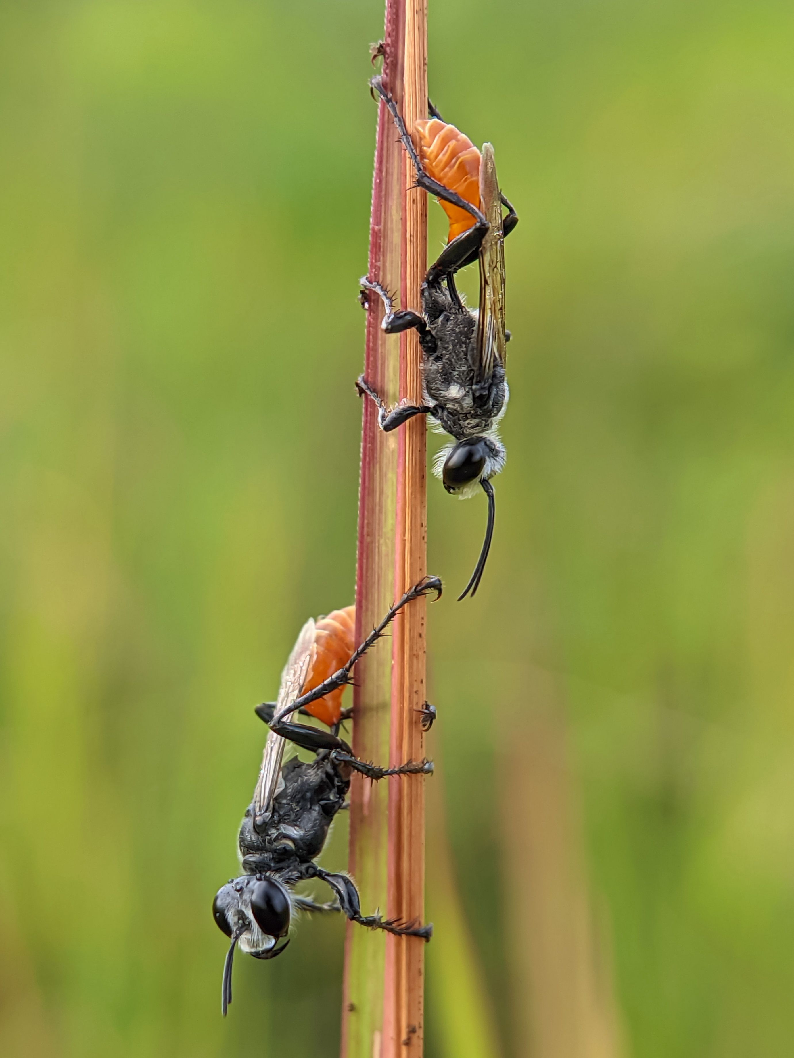 Close-Up of Mud Dauber Wasps on Plant Stem · Free Stock Photo