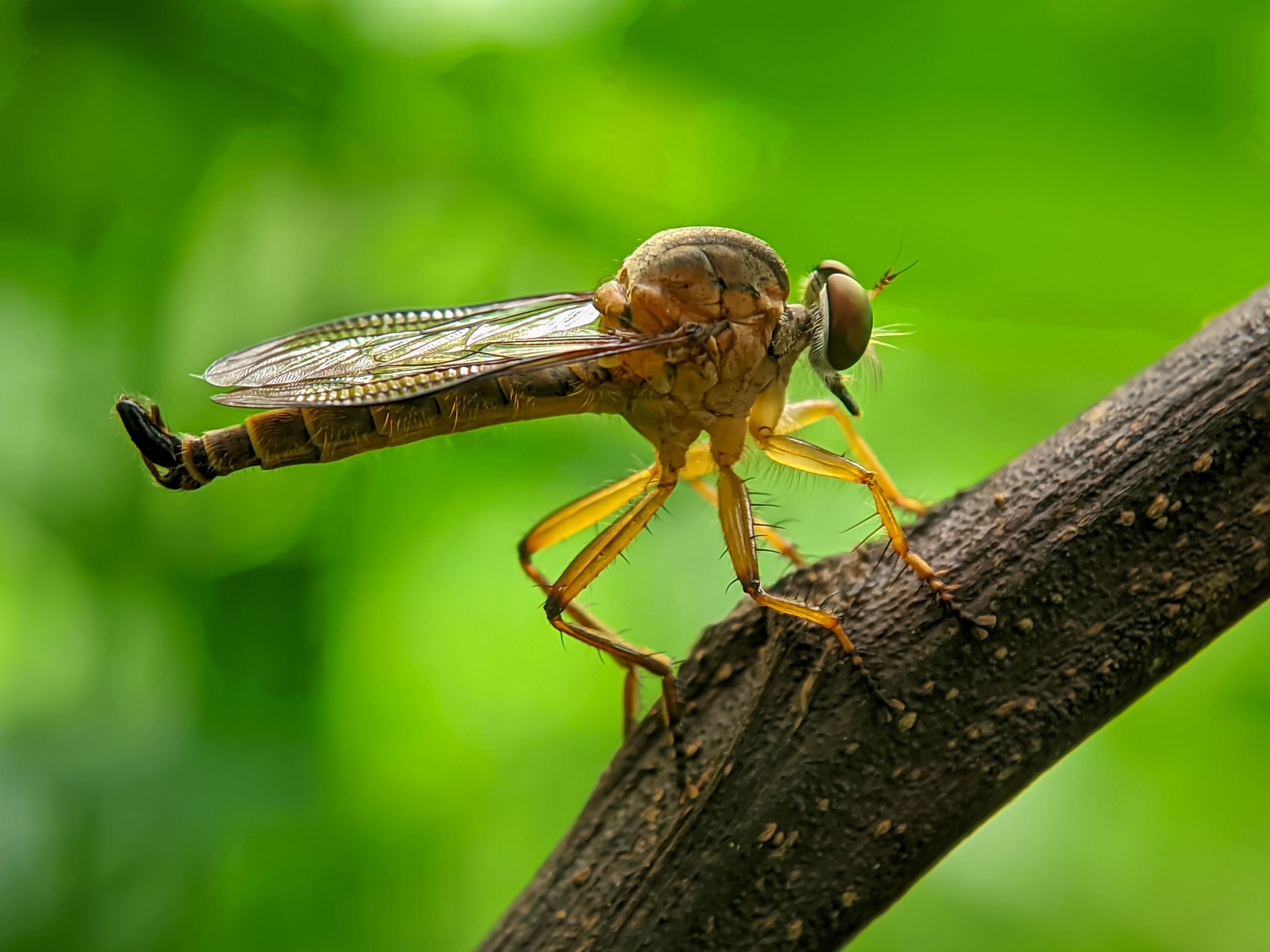Close-up of Robber Fly on Branch with Green Background · Free Stock Photo