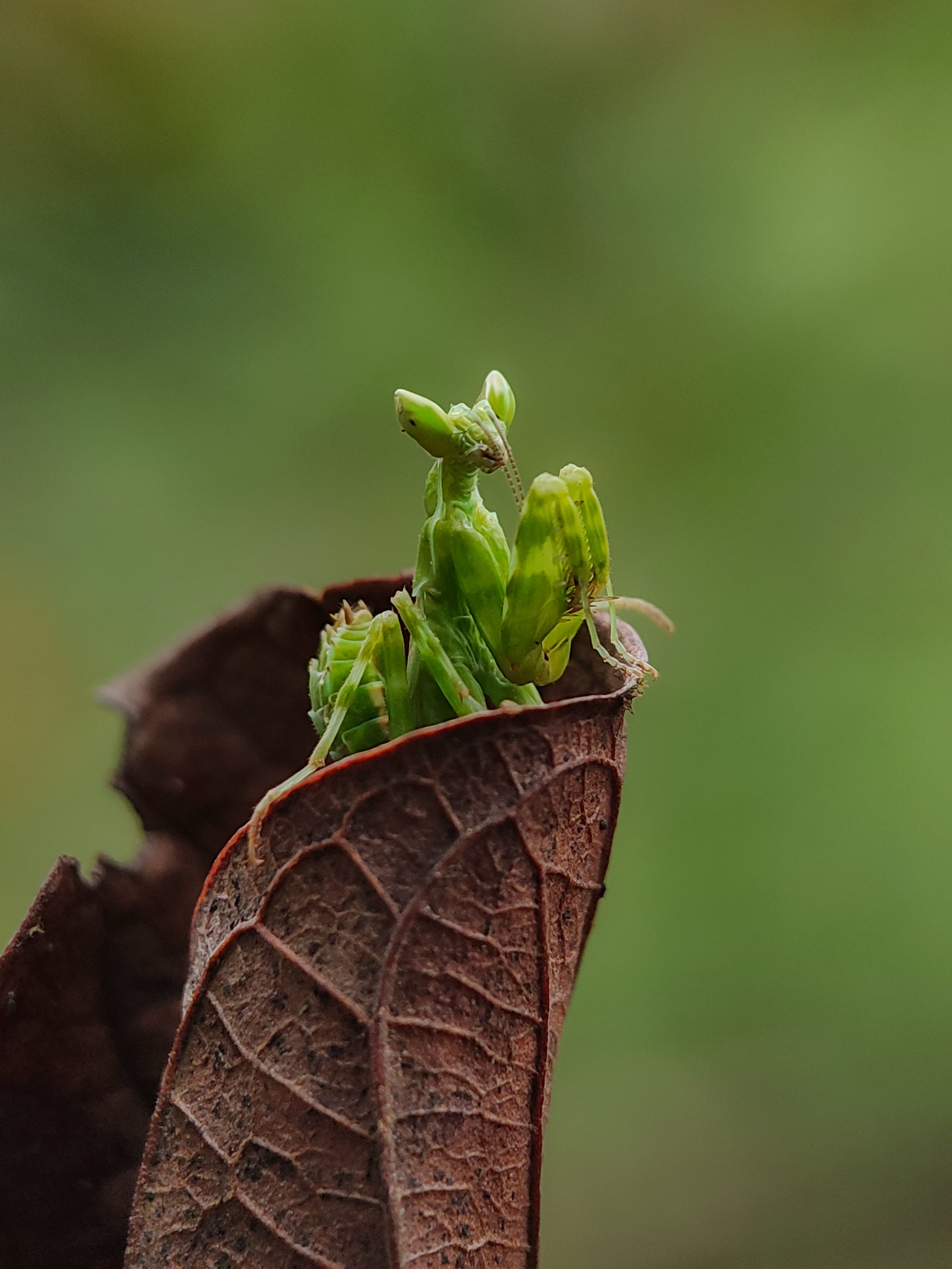 Green Praying Mantis on Dry Leaf · Free Stock Photo