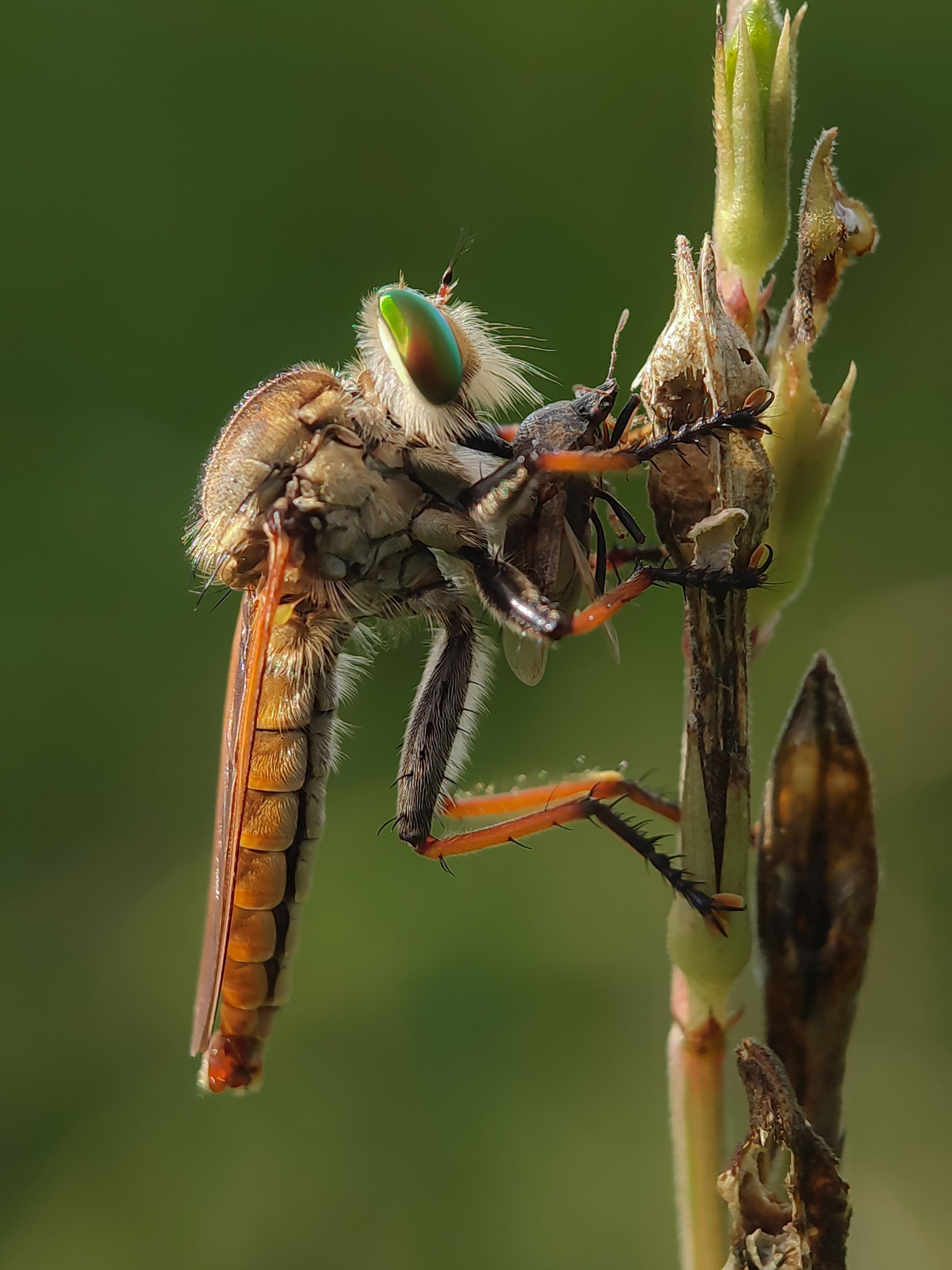 Close-up of Robber Fly on a Branch · Free Stock Photo
