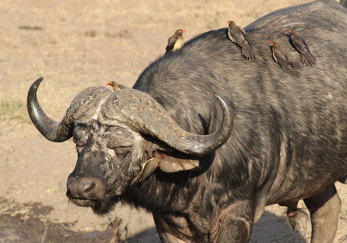 African Buffalo Photos, Download The BEST Free African Buffalo Stock ...