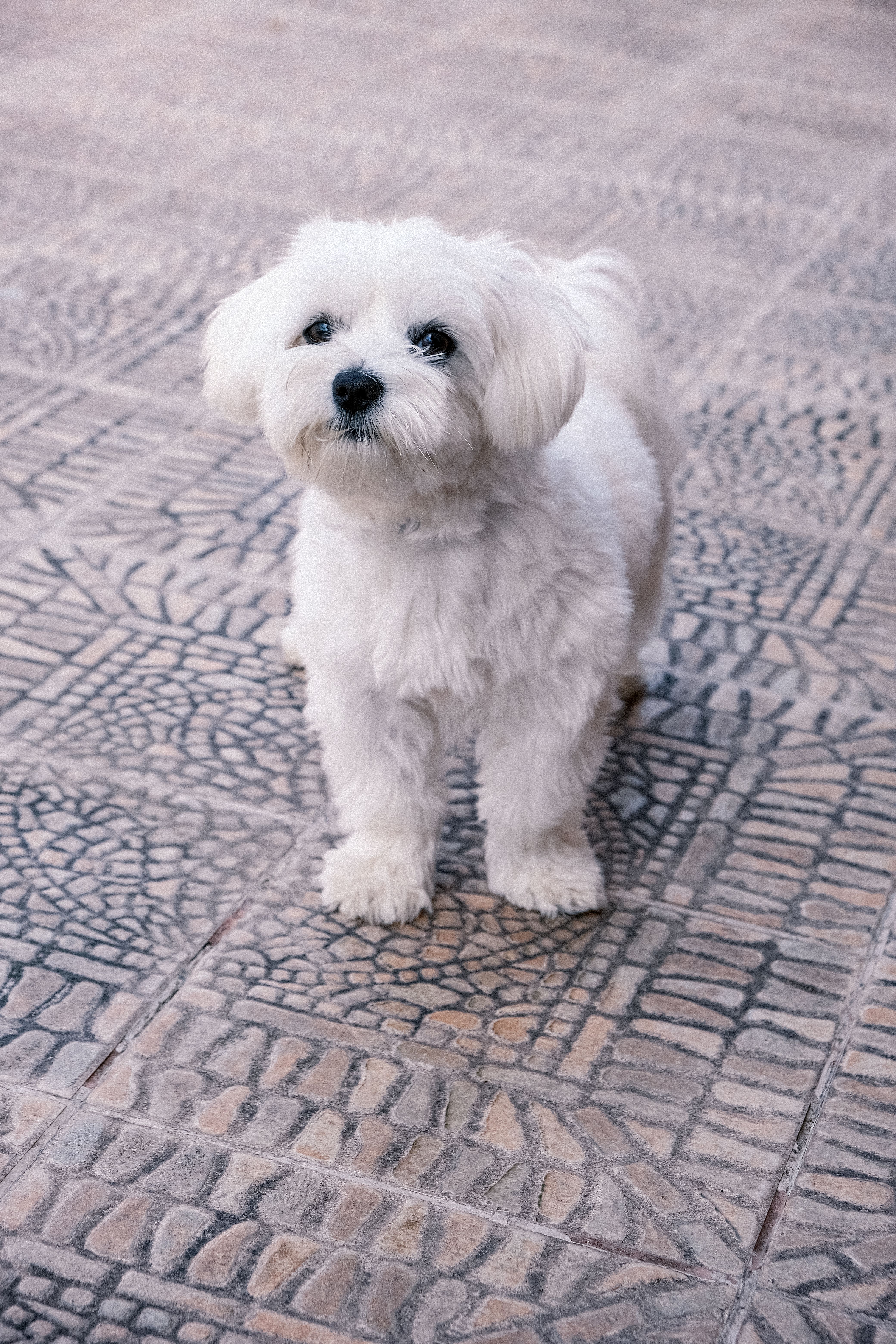 Small Dog Photos, Download The BEST Free Small Dog Stock Photos & HD Images